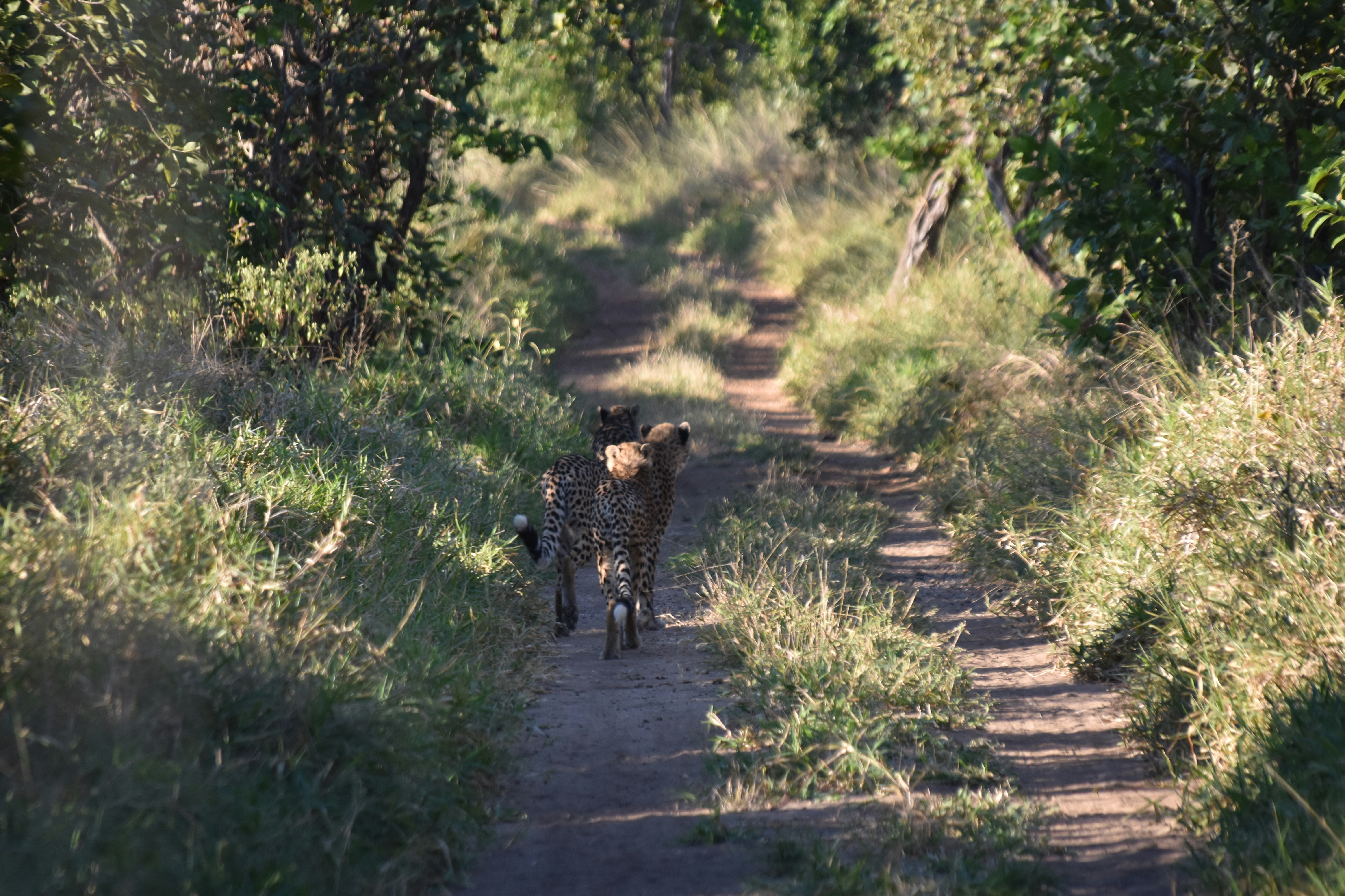 Cheetah Pair Shadows on a Dappled Trail