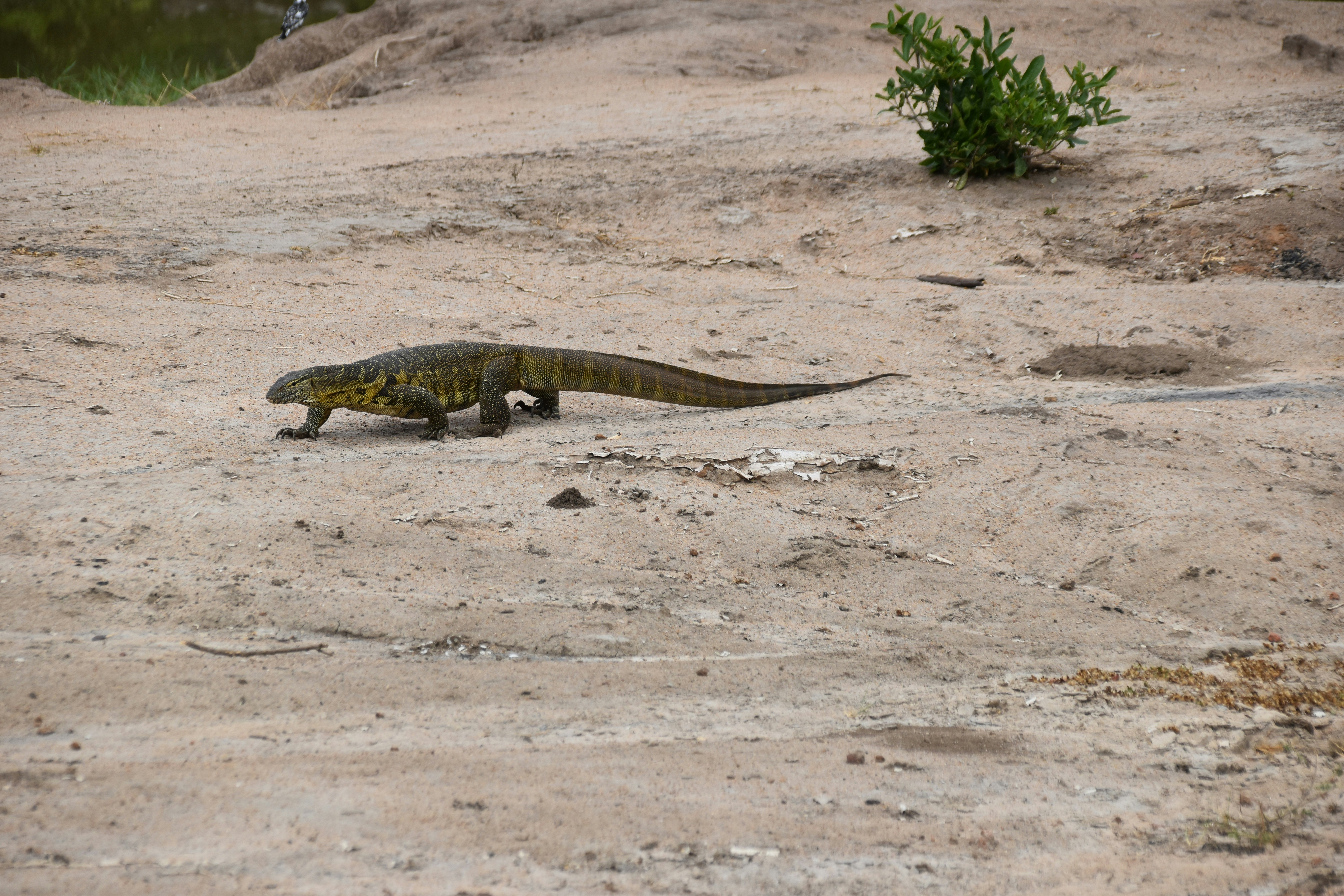 Deserted Track: A Monitor Lizard Stalks the Dust