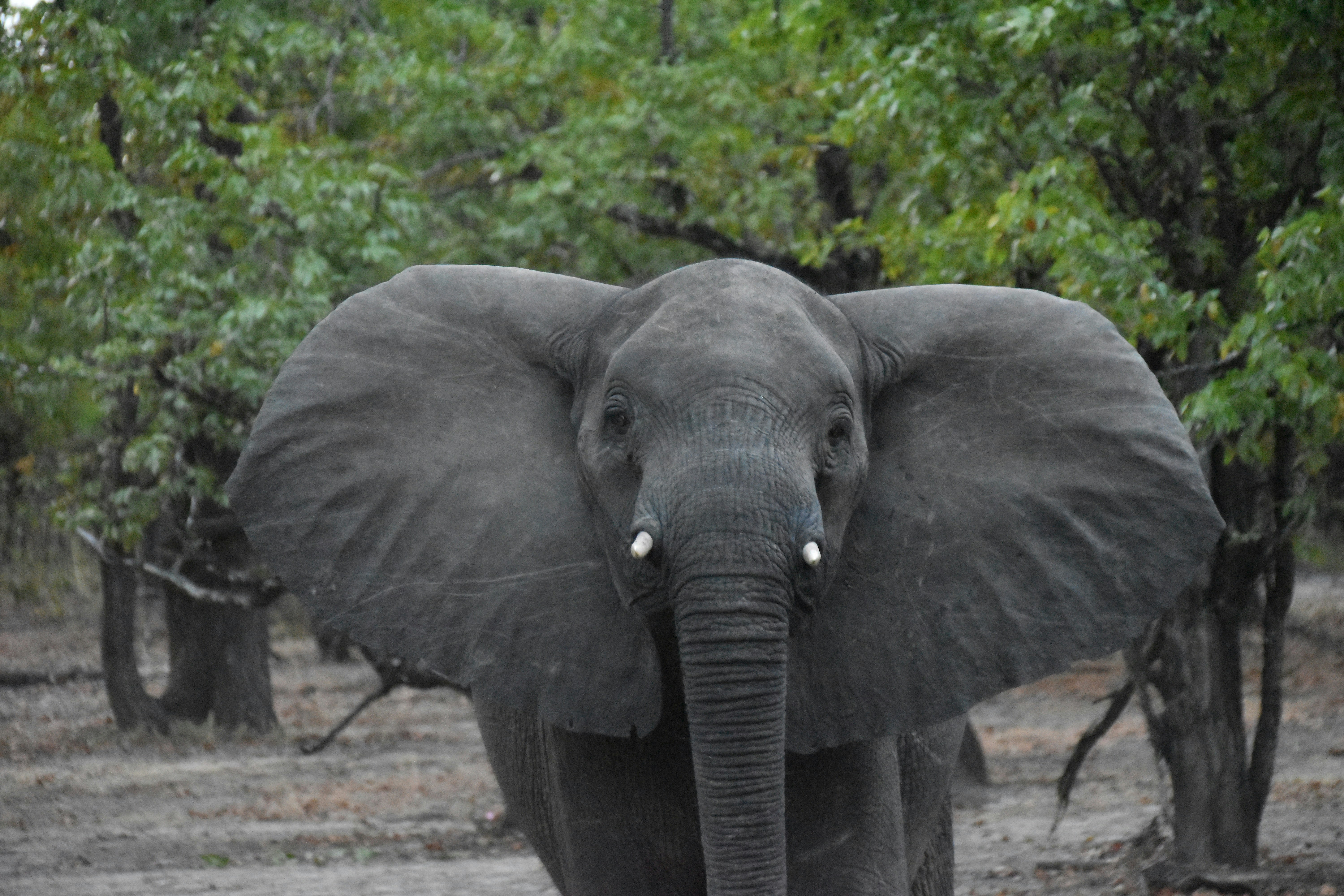 Centered Giant: An Elephant Beds the Ground with Wide Ears Spread