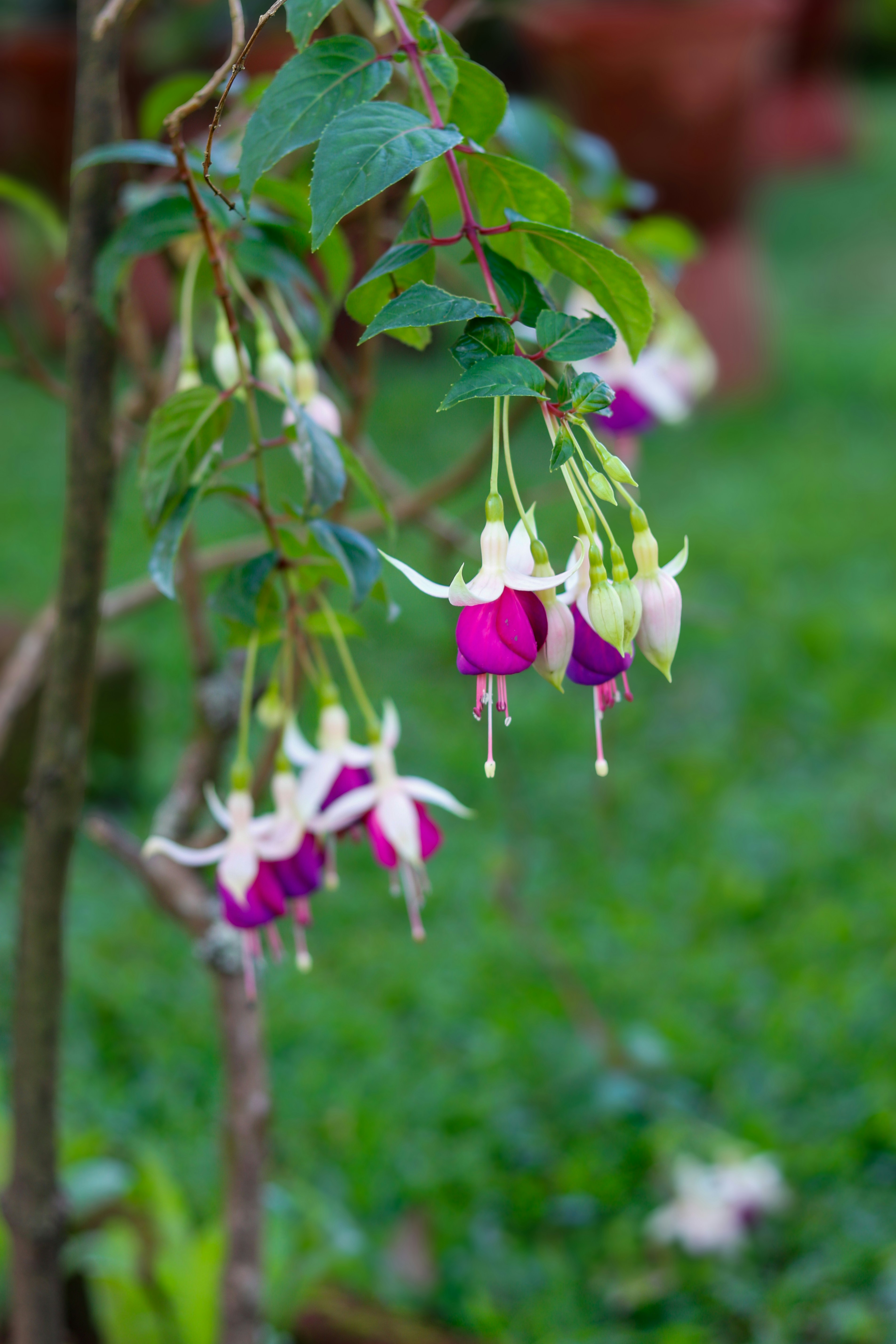 Hanging Fuchsia Blossoms: Magenta Bells in a Green Velvet Garden