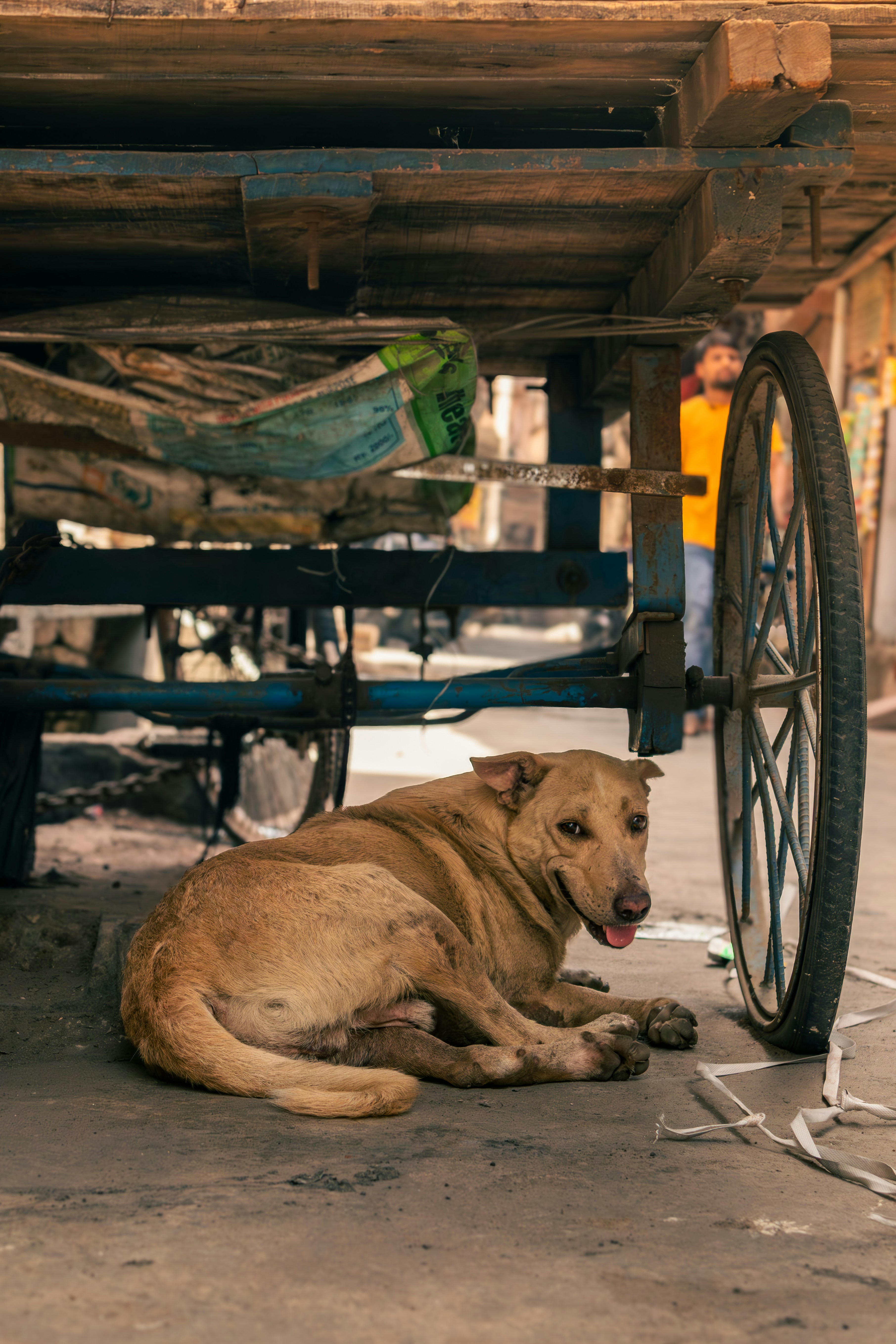 Stray comfort under a worn cart: a dog lounges in the shade of a street cart