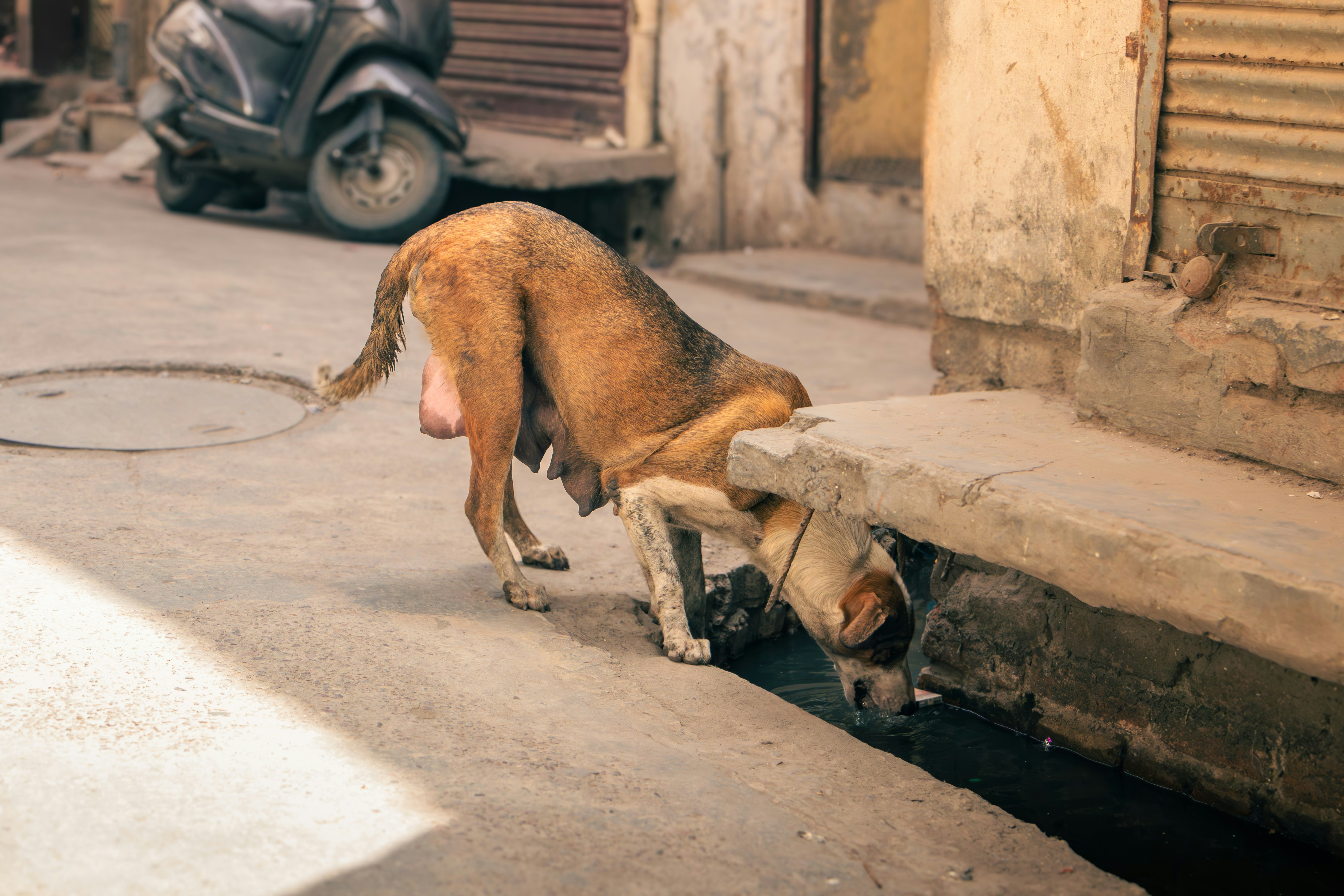 Lonely Scout: A Street Dog Investigates a Dark Alley
