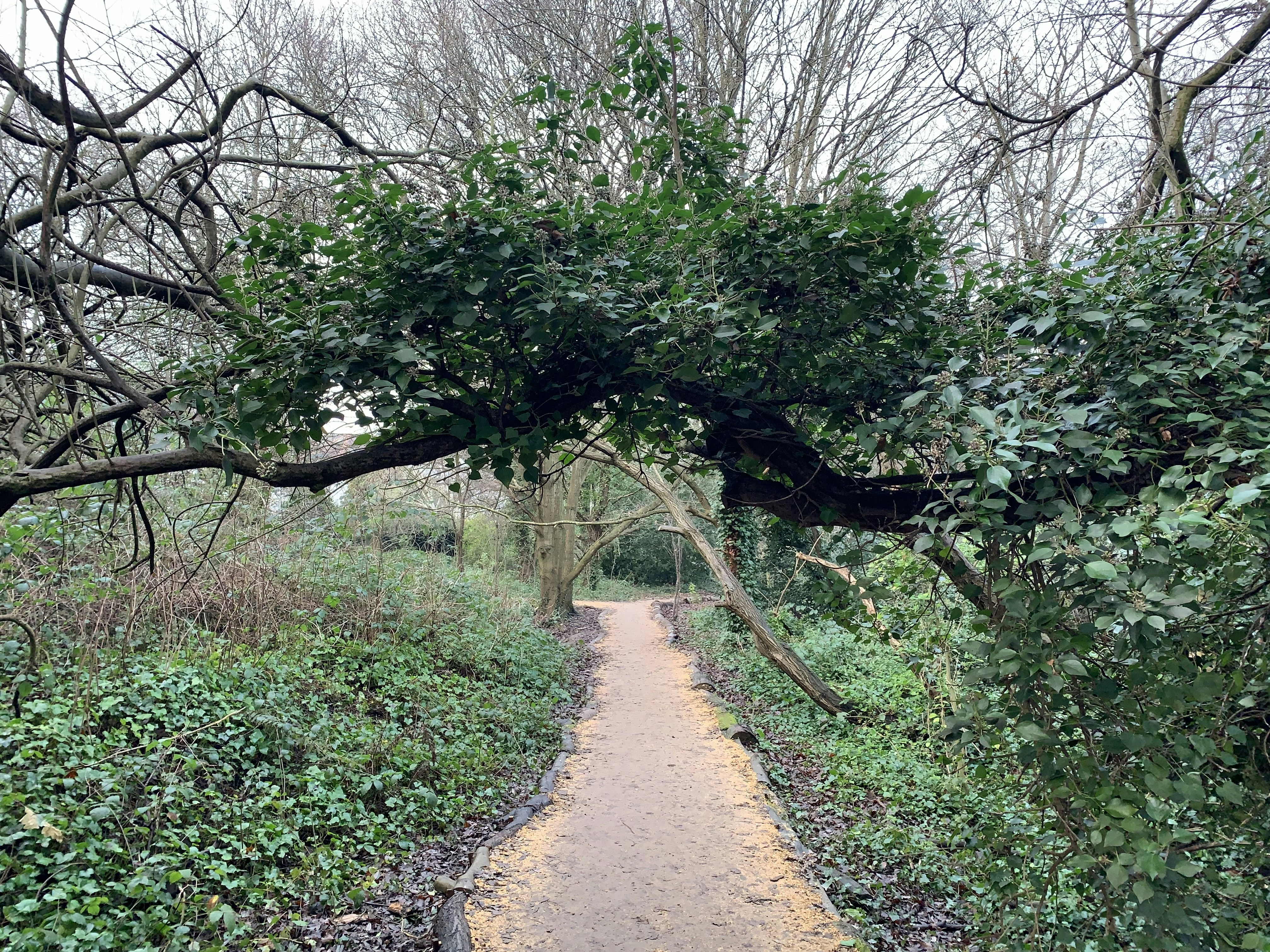 Arching Green Tunnel Over a Narrow forest Path