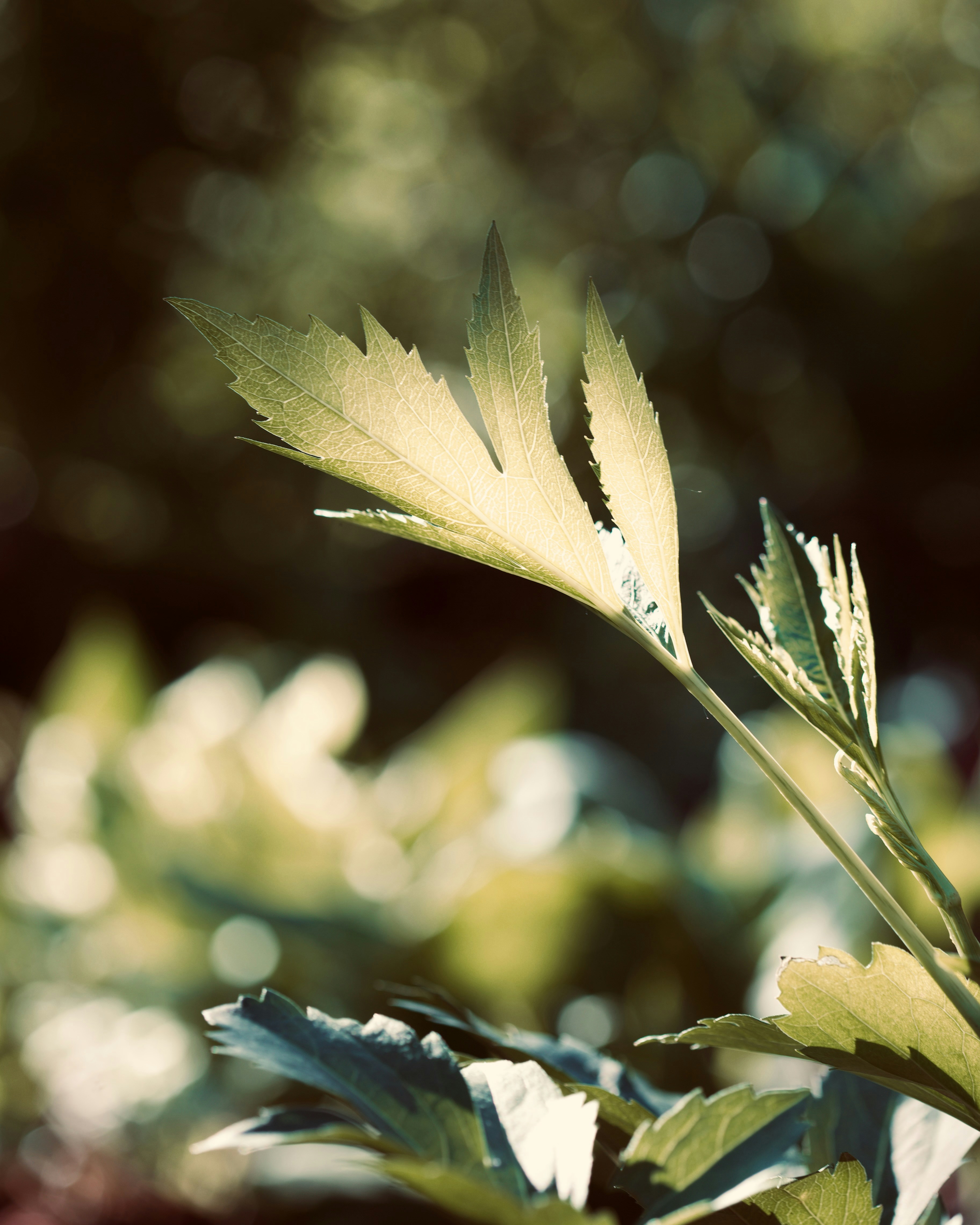 Sunlit Maple Veil: A Gentle Portrait of Shaped Leaves