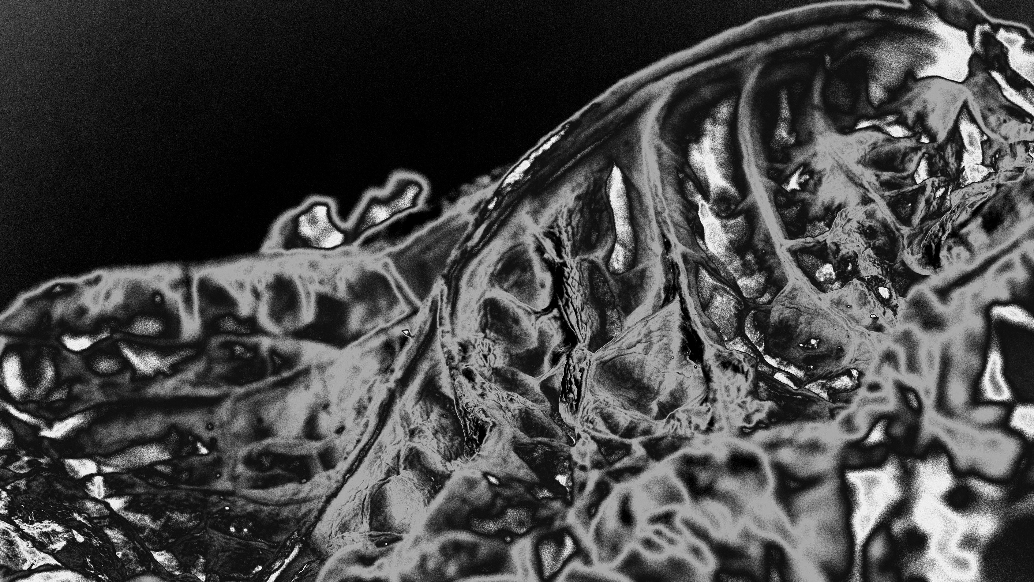 Fractured Bloom: A Metallic Petal in High-Contrast Monochrome