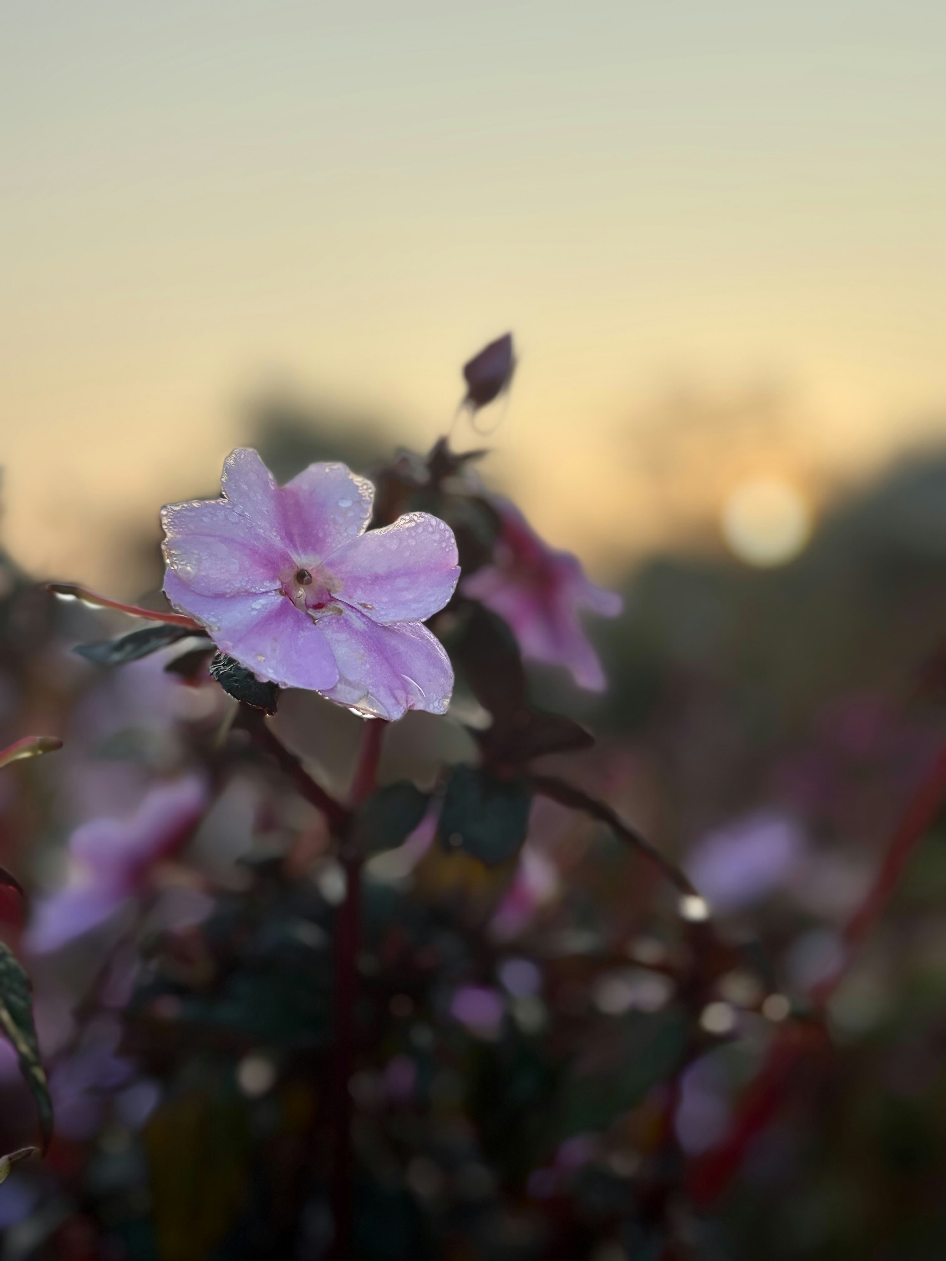 Soft Dawn Bloom: A Lavender Petal in Quiet Light