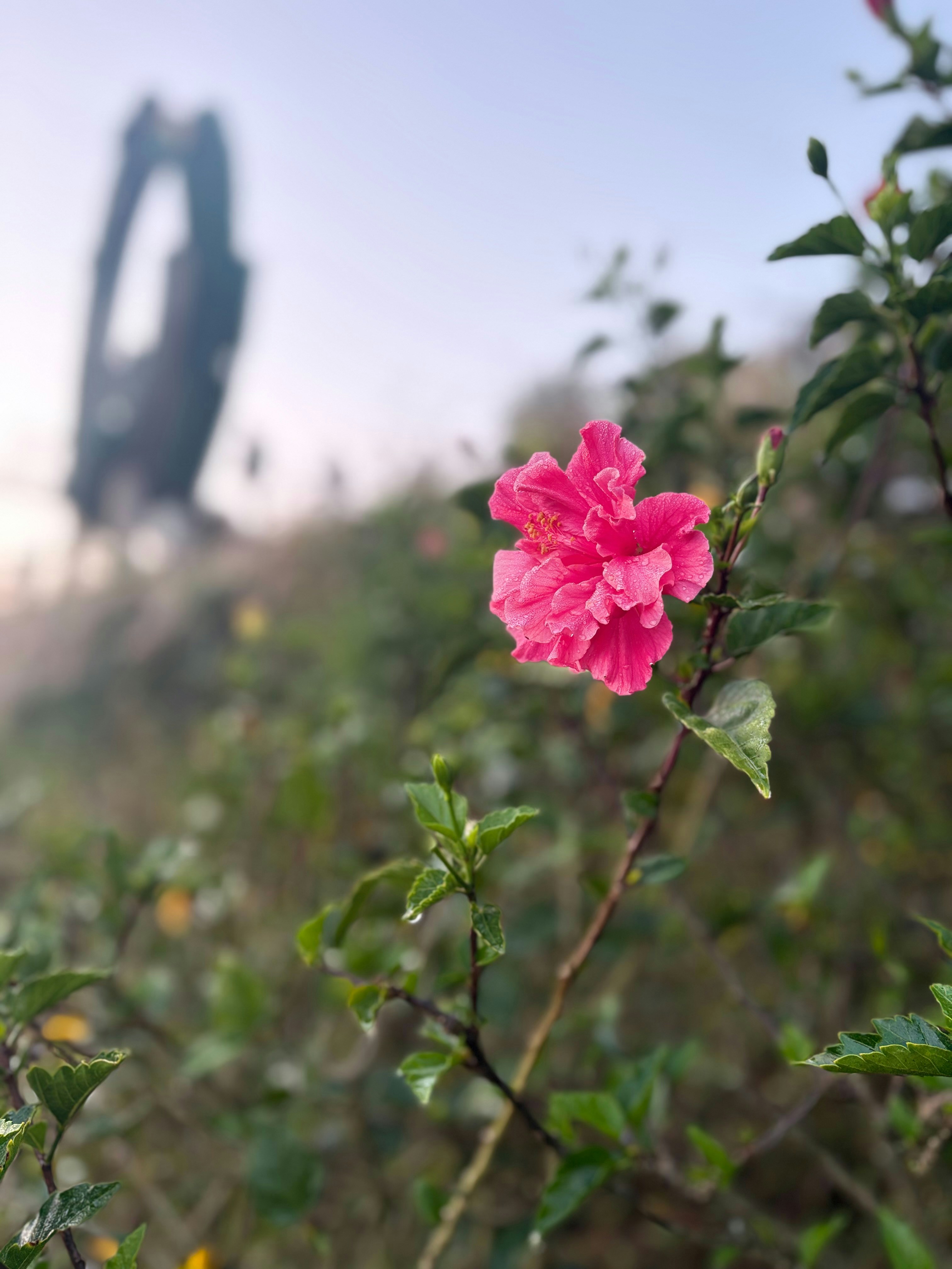 Pink bloom in a quiet garden with a distant sculpture