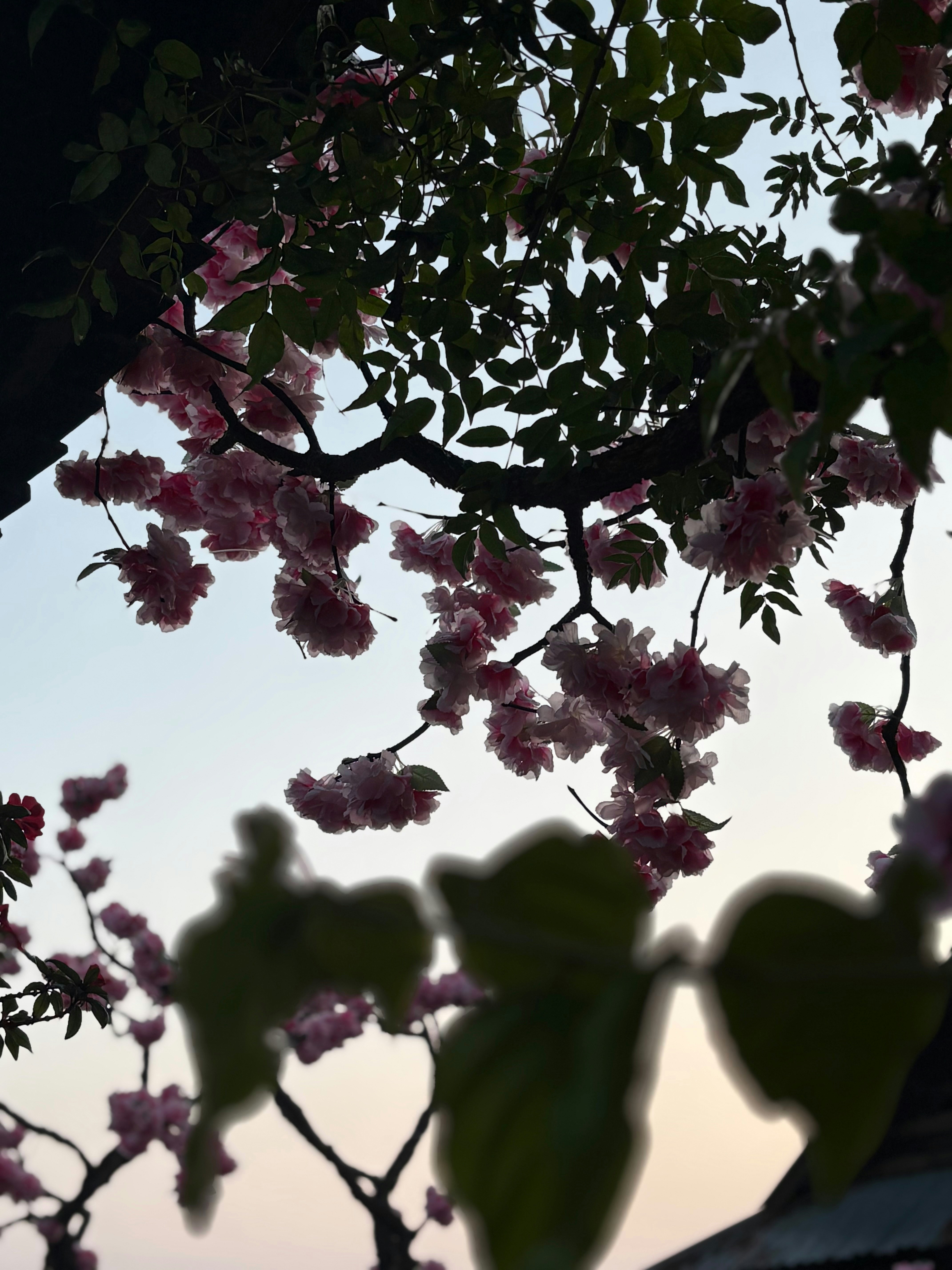 Cherry blossoms frame a pale evening sky, with a shallow depth of field keeping the foreground foliage and flowers as the subject while the background fades softly.