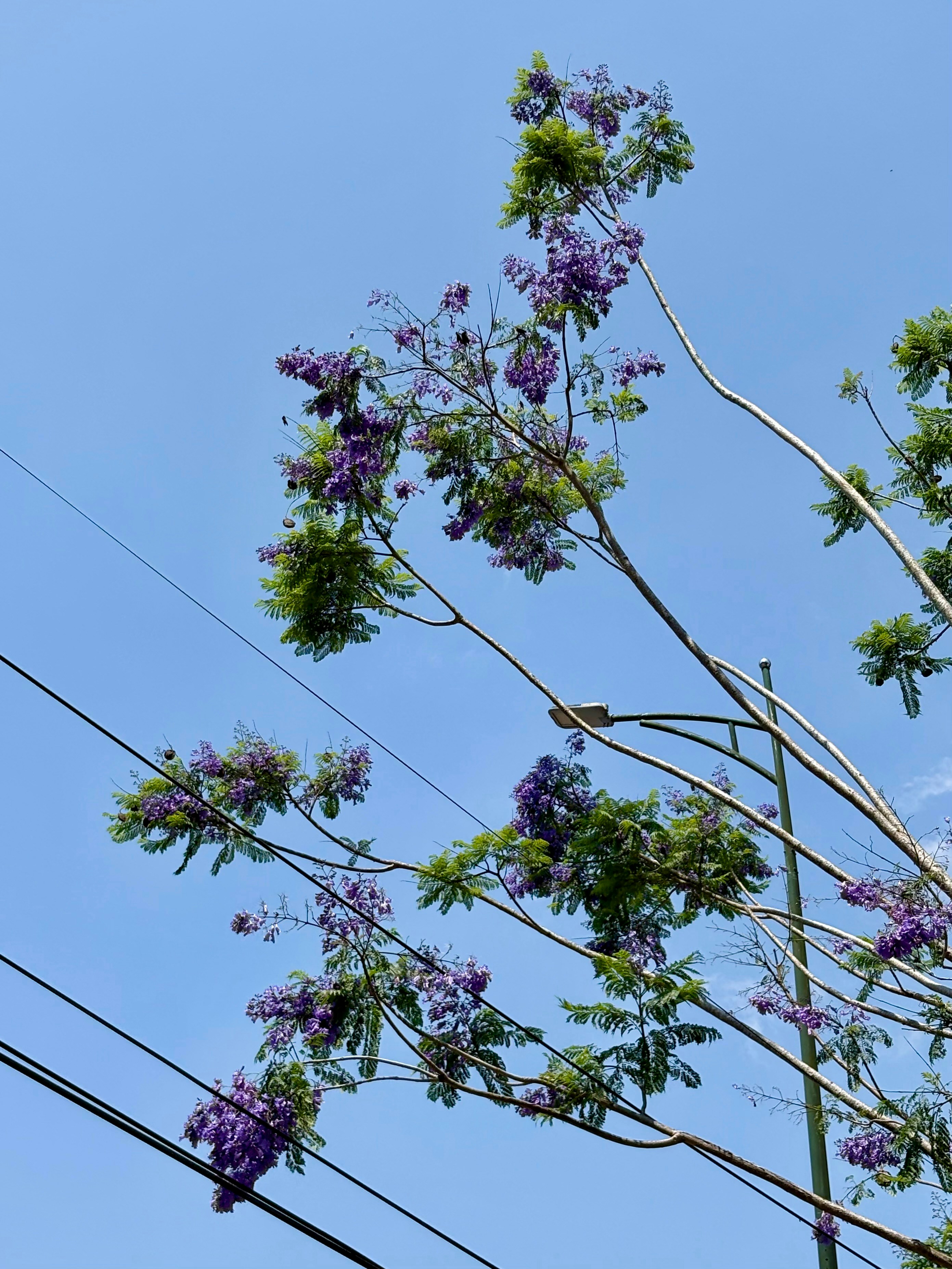 Lilac Scrim of Wire and Sky