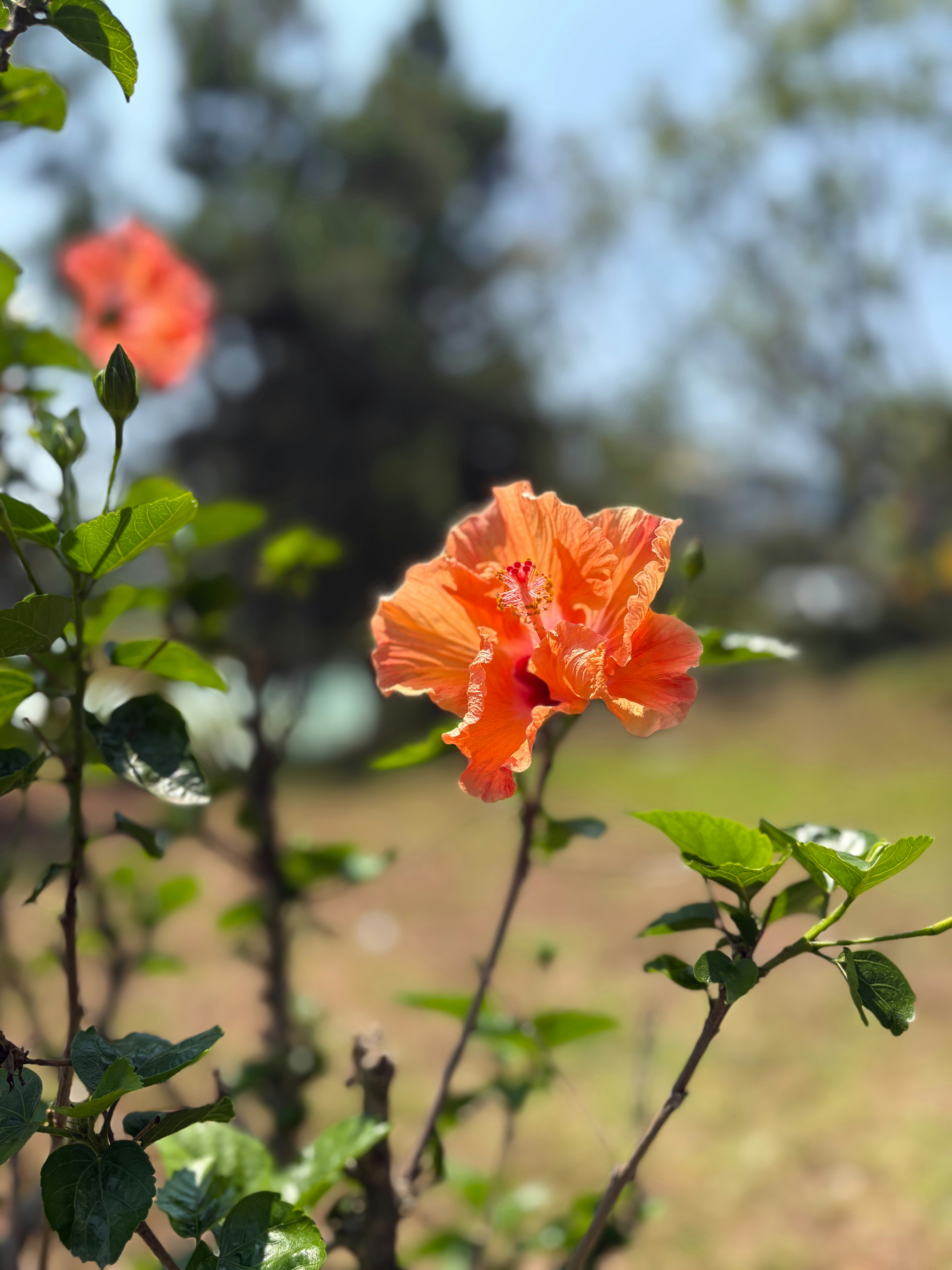 Orange hibiscus in soft-focus garden dawn