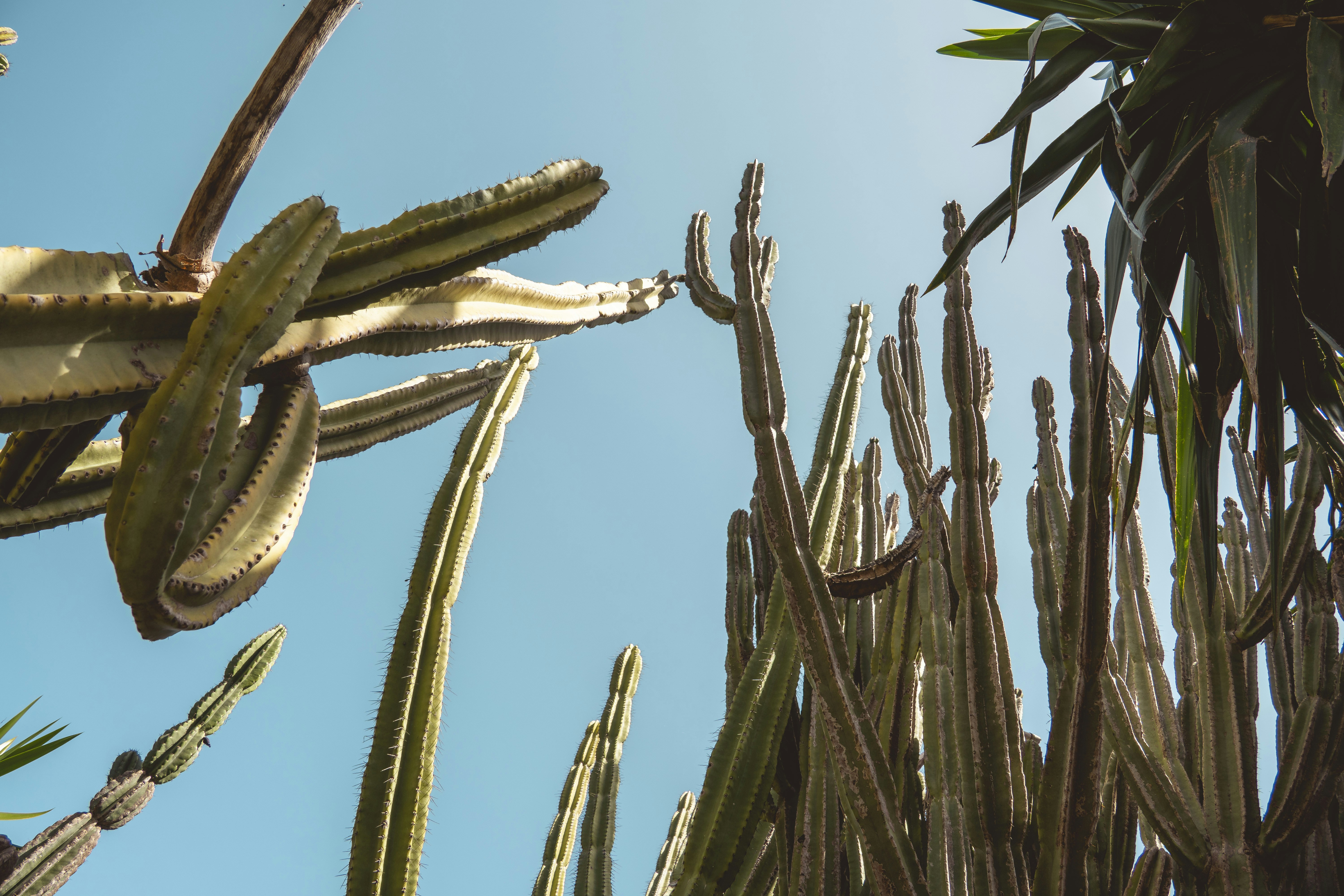 Desert Sentinel: Cacti Reaching Toward a Streak of Sky