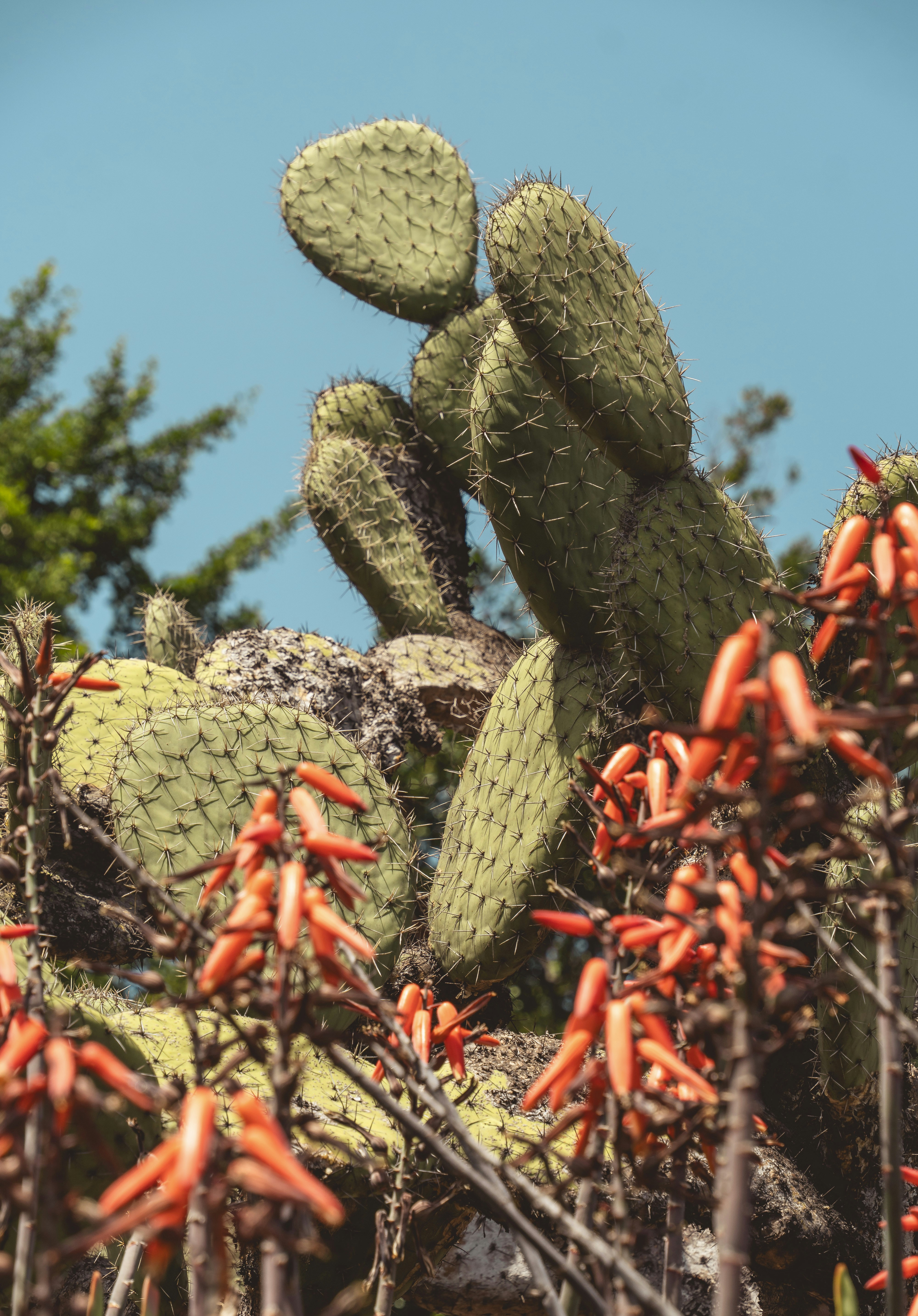 Prickly Sentinel: A Sun-Bathed Cactus Crest Against a Turquoise Sky