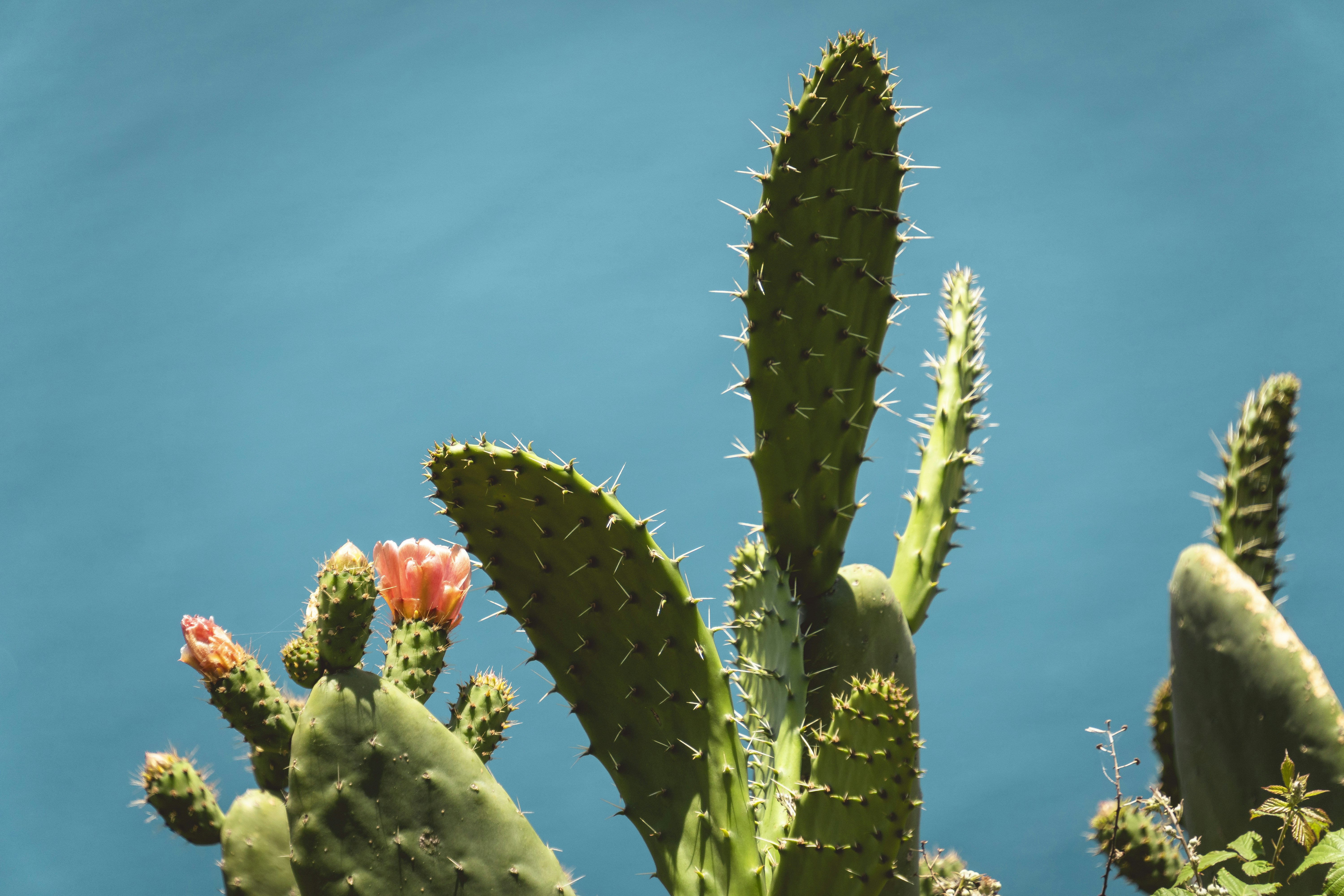 Sunlit Spires: Cactus Fingers Reaching Toward a Crisp Blue Sky