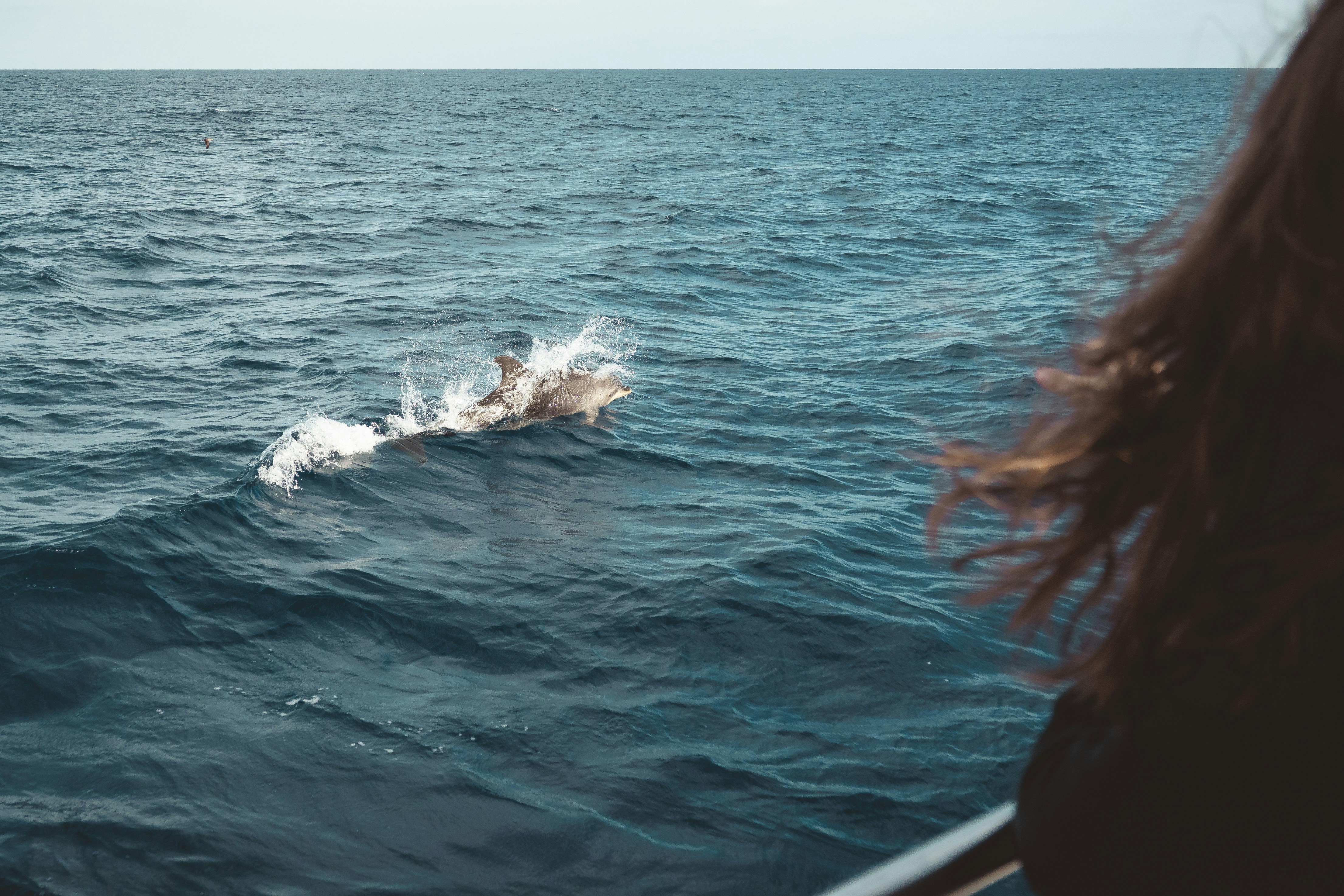 Dolphin Tail in the Atlantic: A Glimpse of Ocean Motion from the Bow