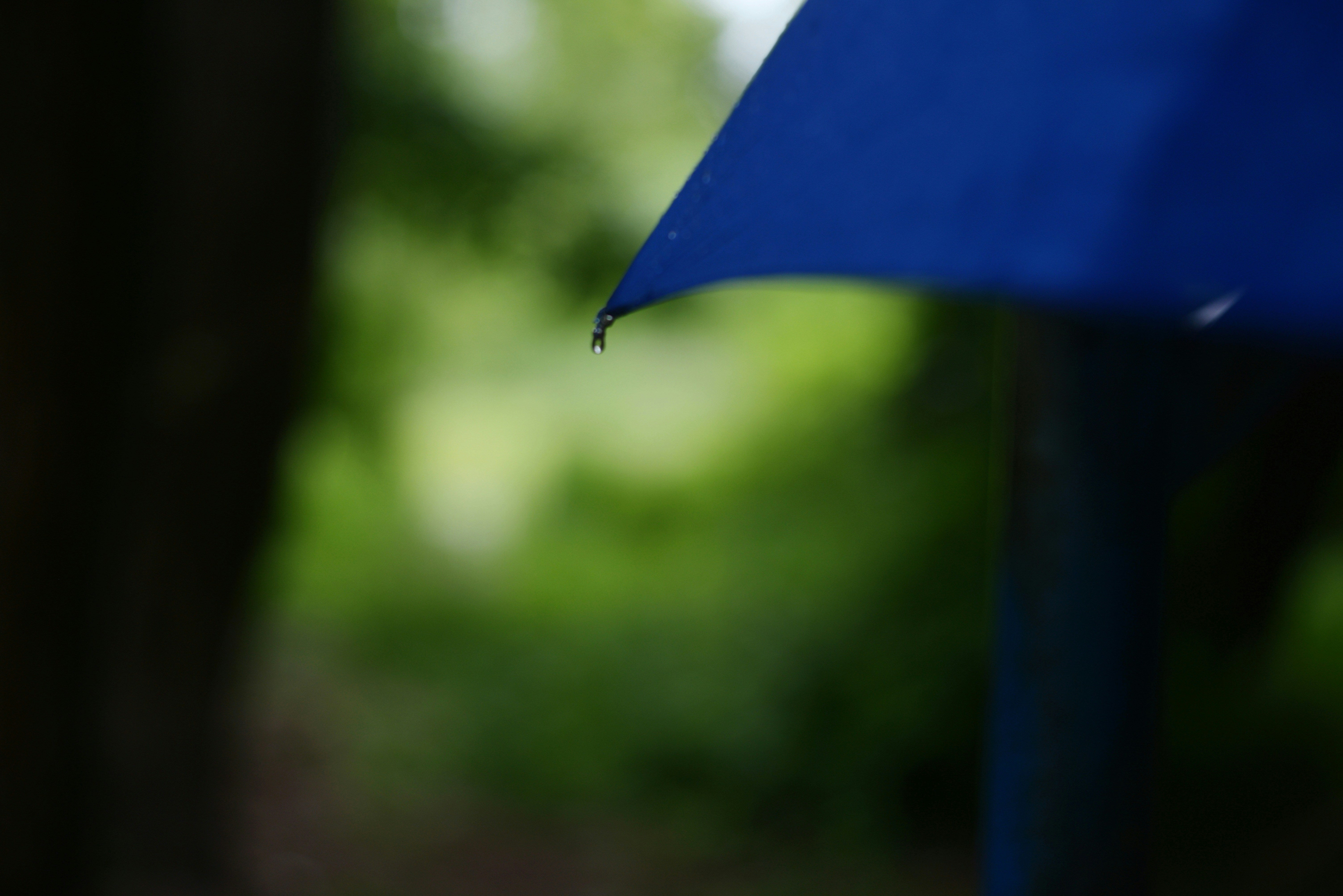 A Dappled Drop from a Blue Umbrella Ridge