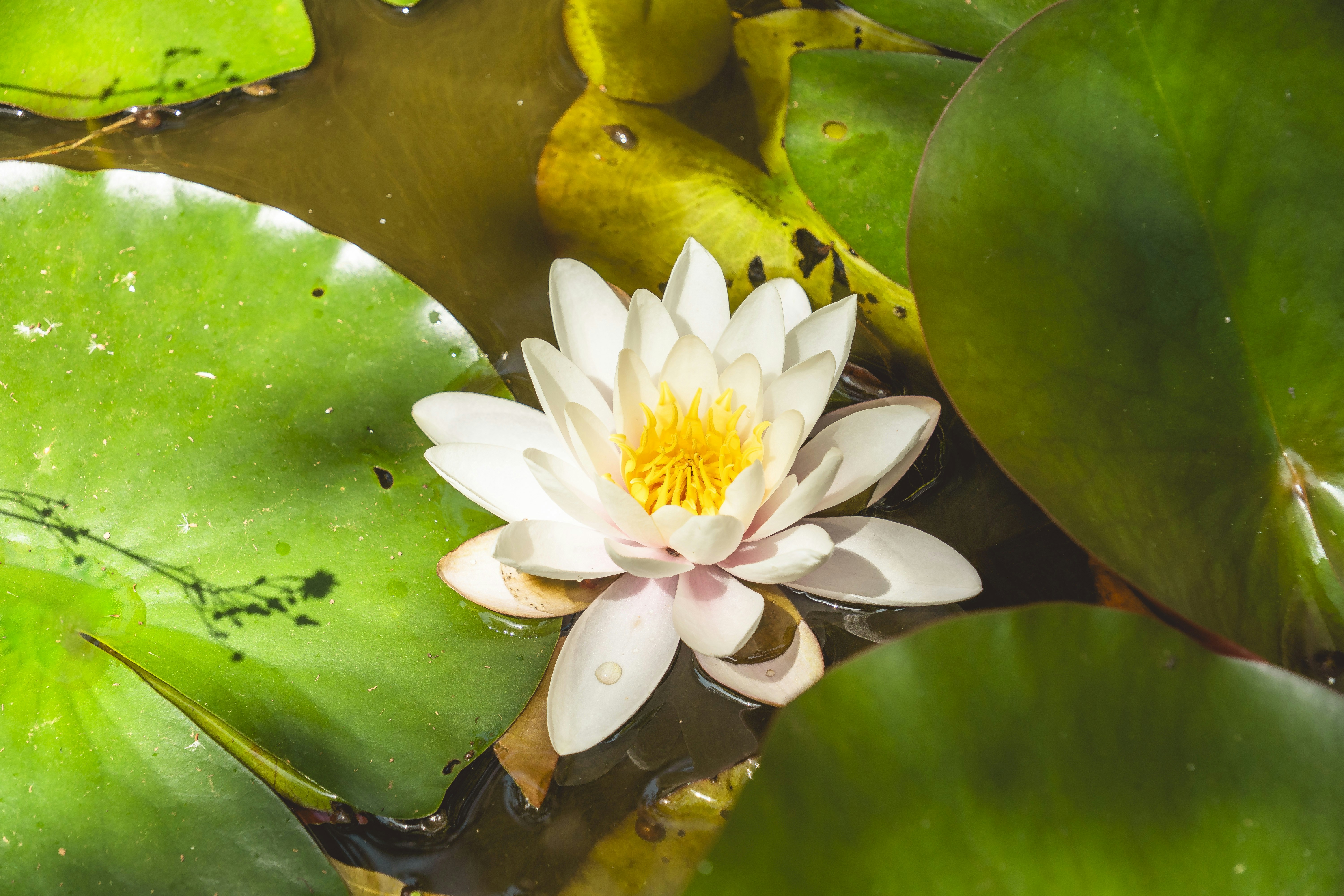 Central Lily Bloom Amid Green Pads on Quiet Pond