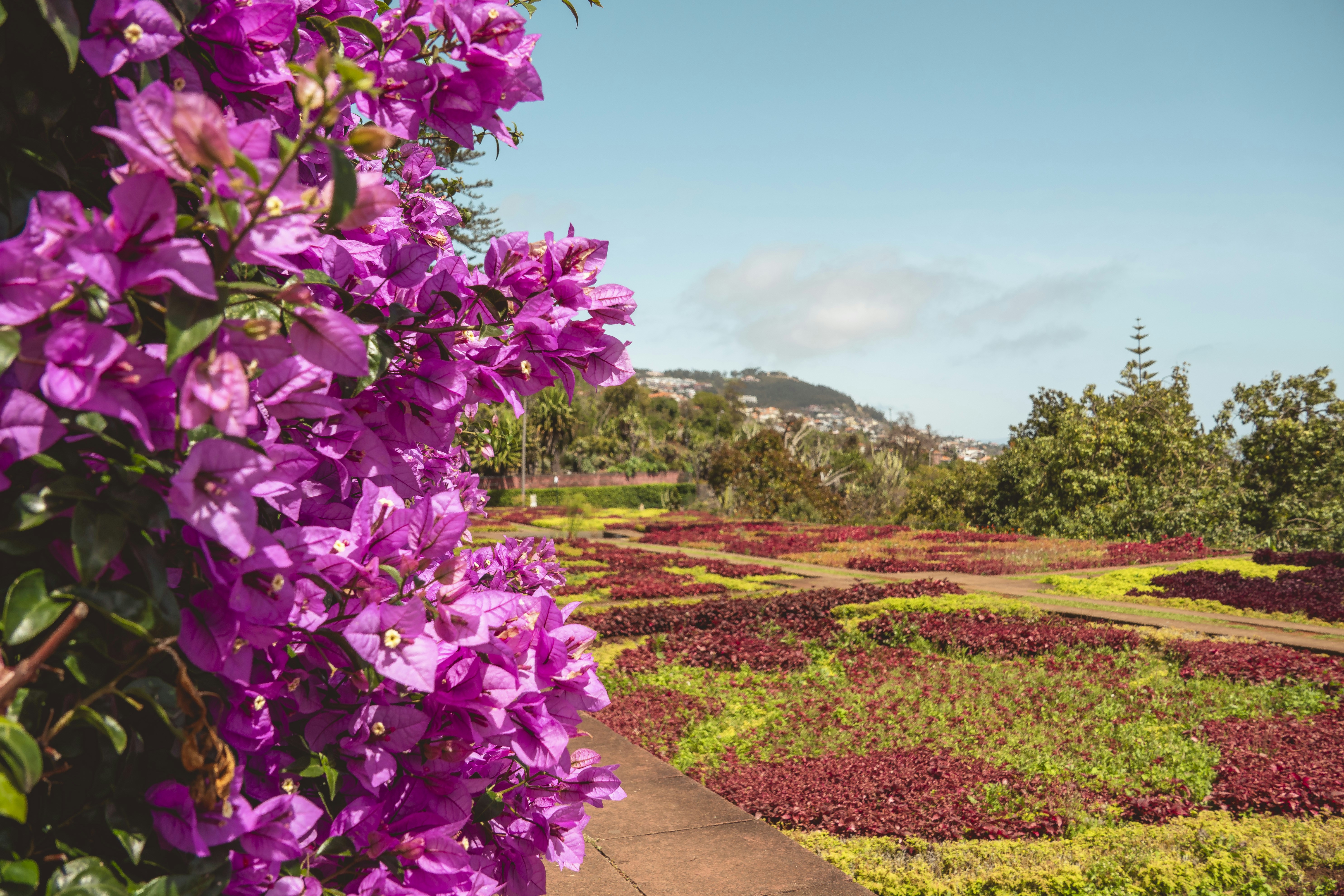Crimson Crescent: A Sea of Bougainvillea Leading to Tiled Garden Rows