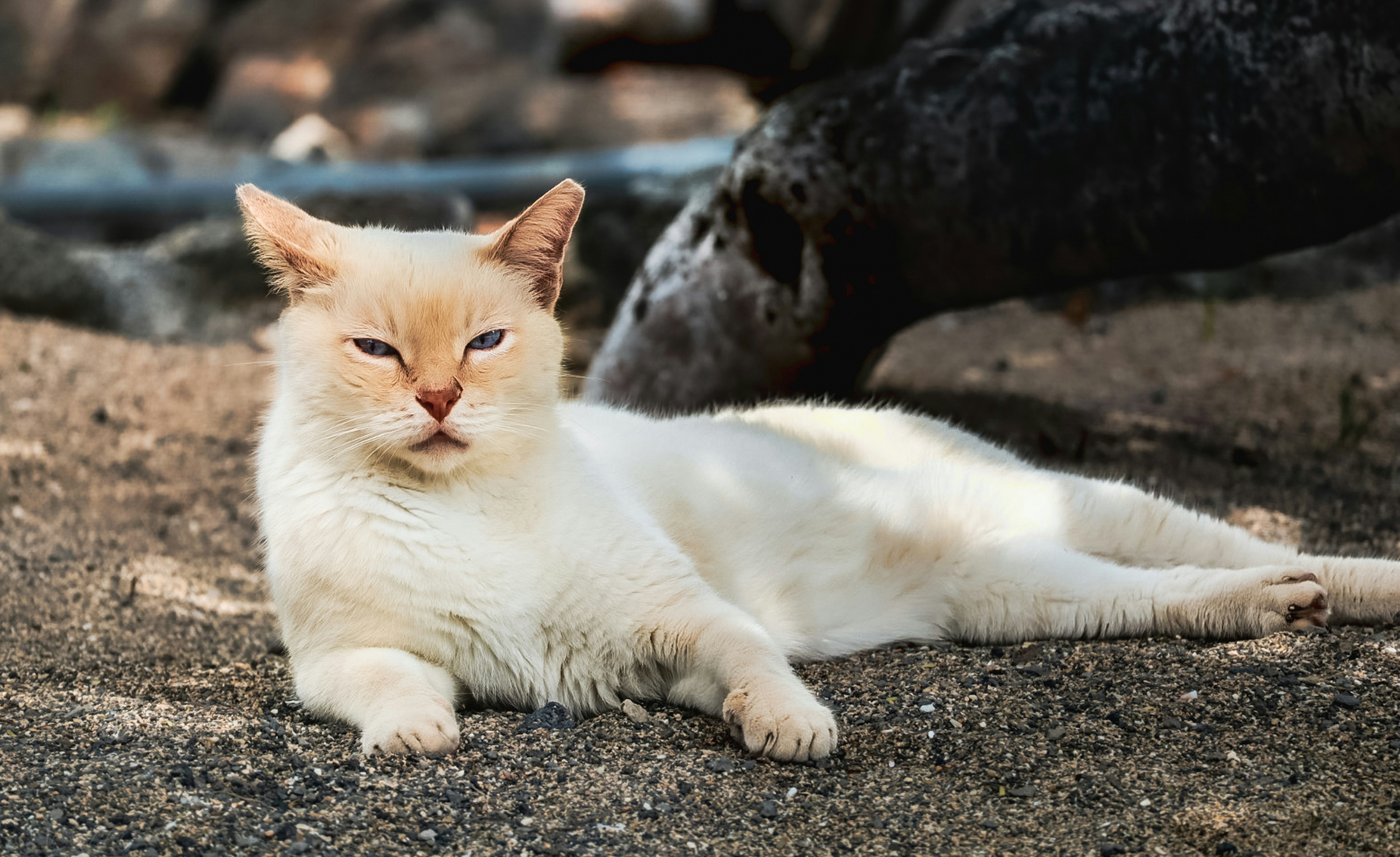 A light-colored cat rests on the ground outdoors.