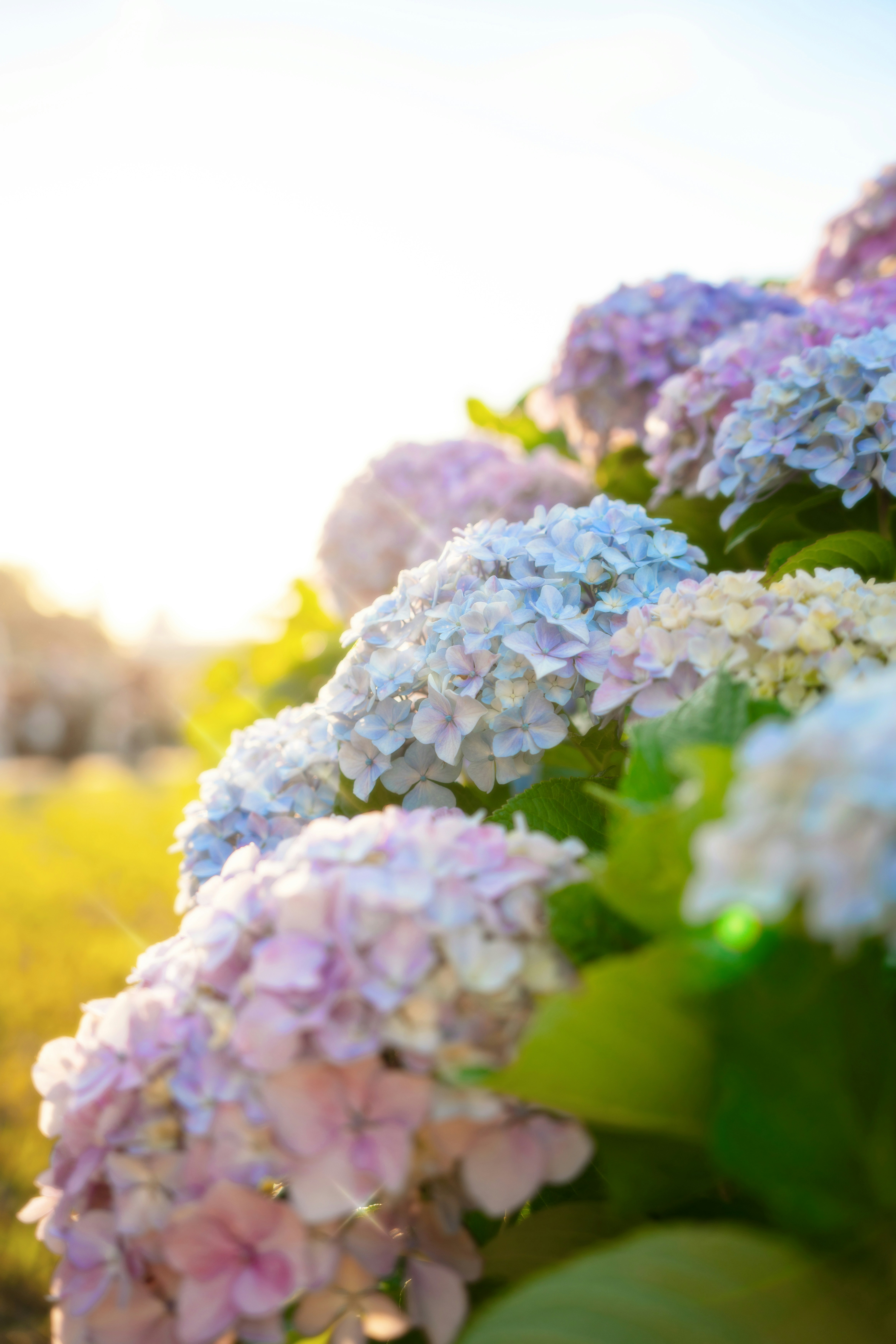 Pink and blue hydrangeas illuminated by golden sunlight.
