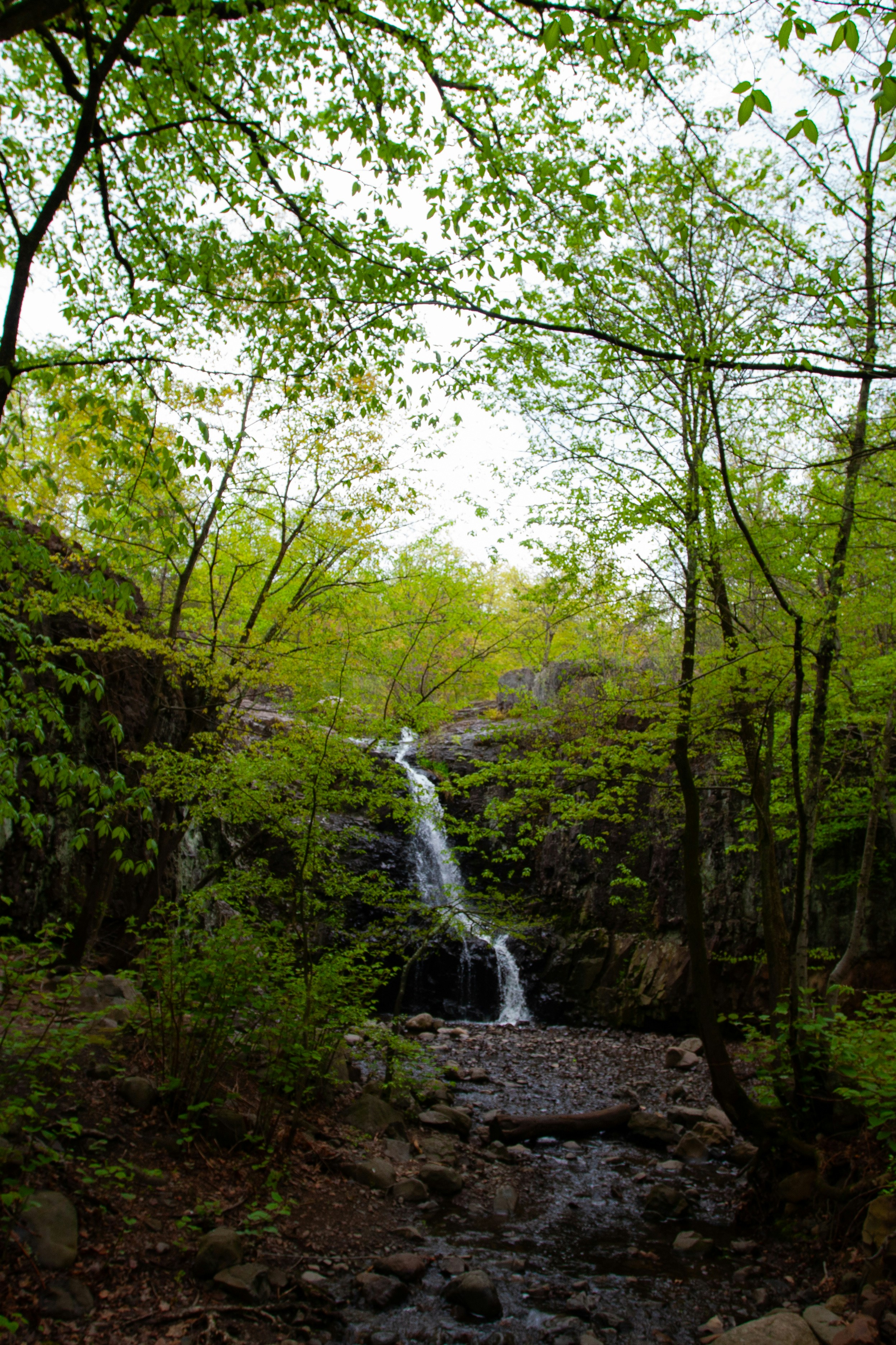 Whispering Falls Through Spring Green