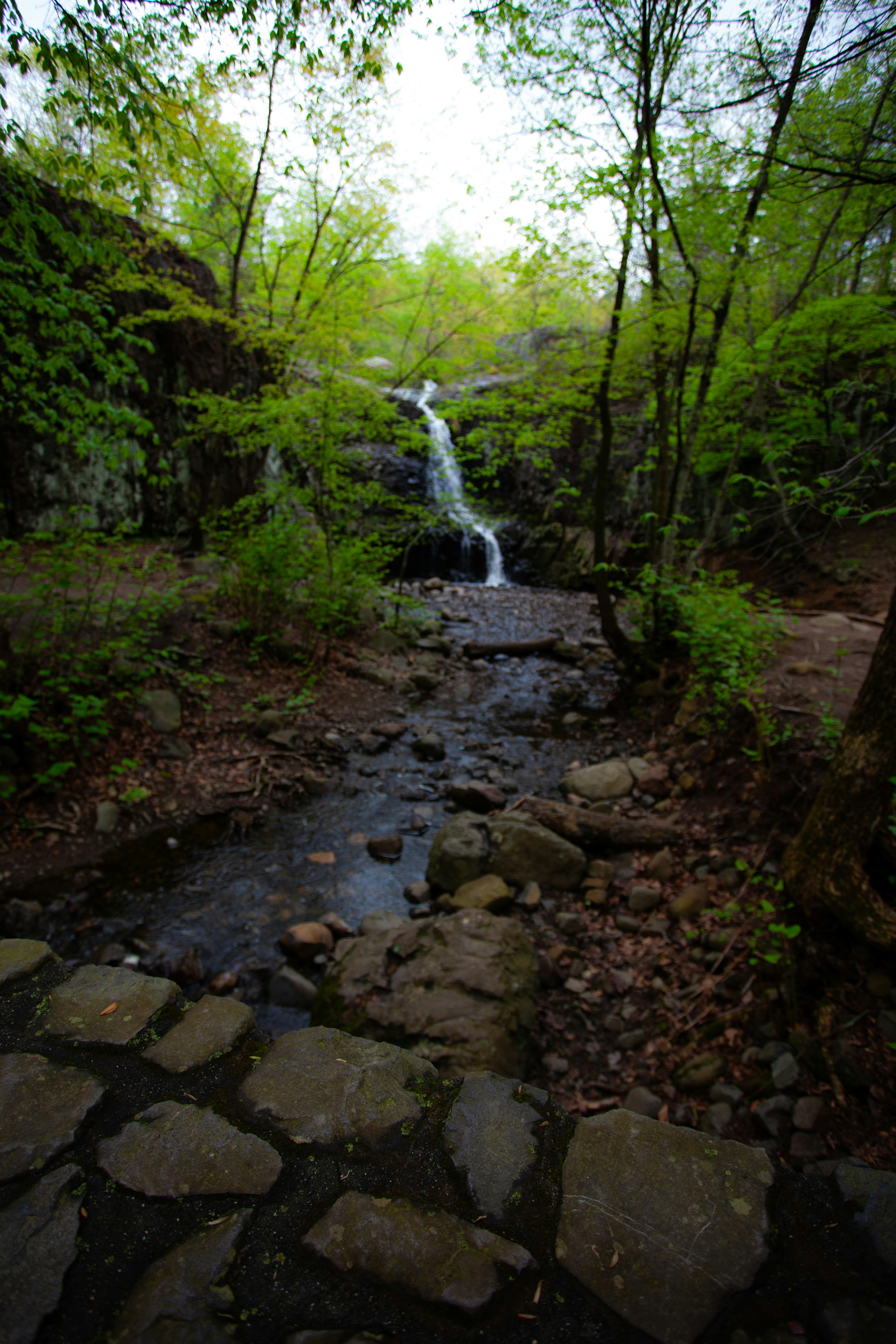 Whispering Falls: a Forest Stream Dances Through Mossy Stones
