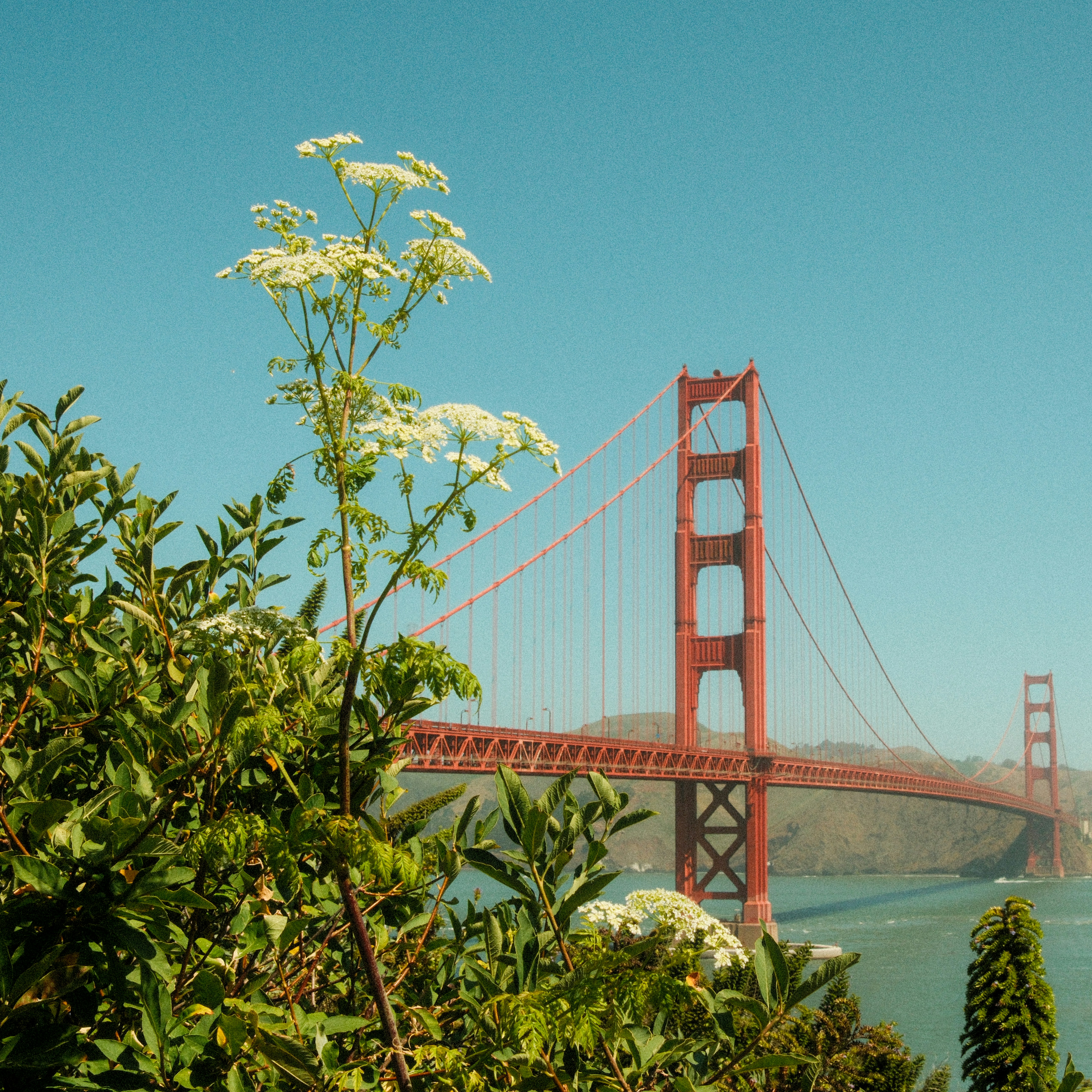 Flora Framing the Golden Gate
