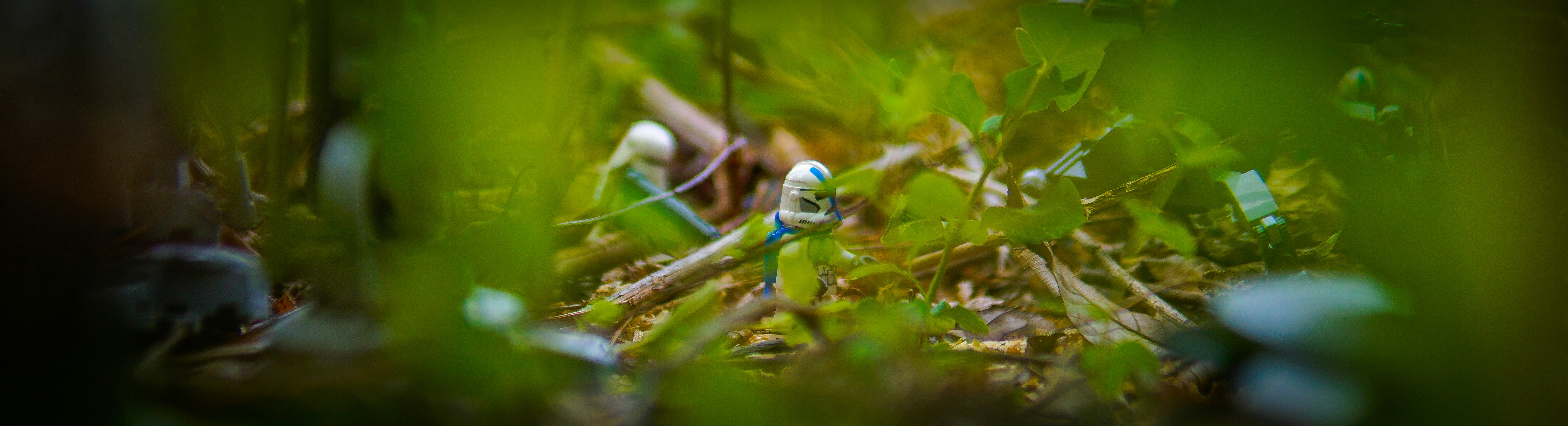 Hidden Forest Sentinel: A Tiny Bird Among Ferns