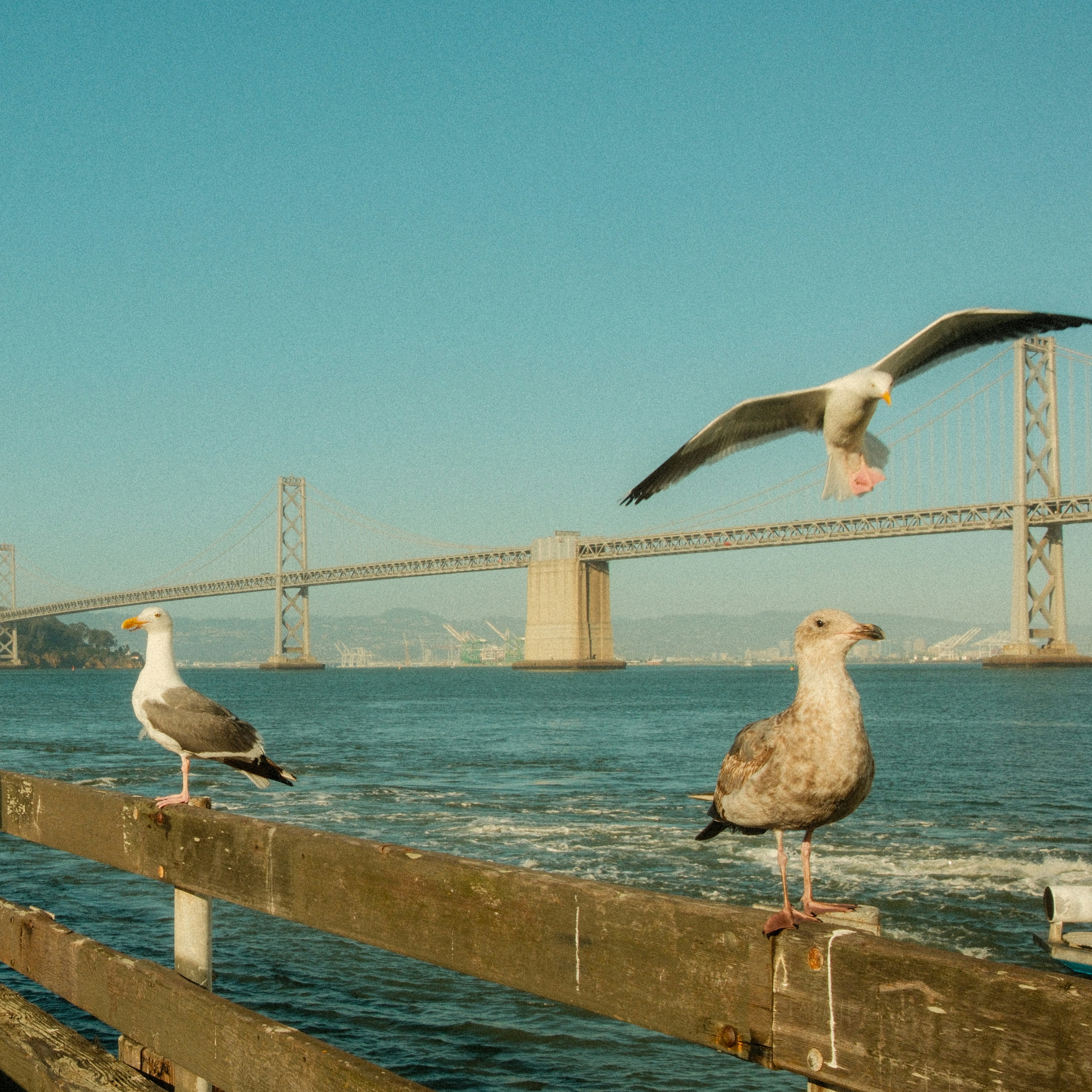 Seagulls on the Pier: A Quiet Moment Beneath the Span