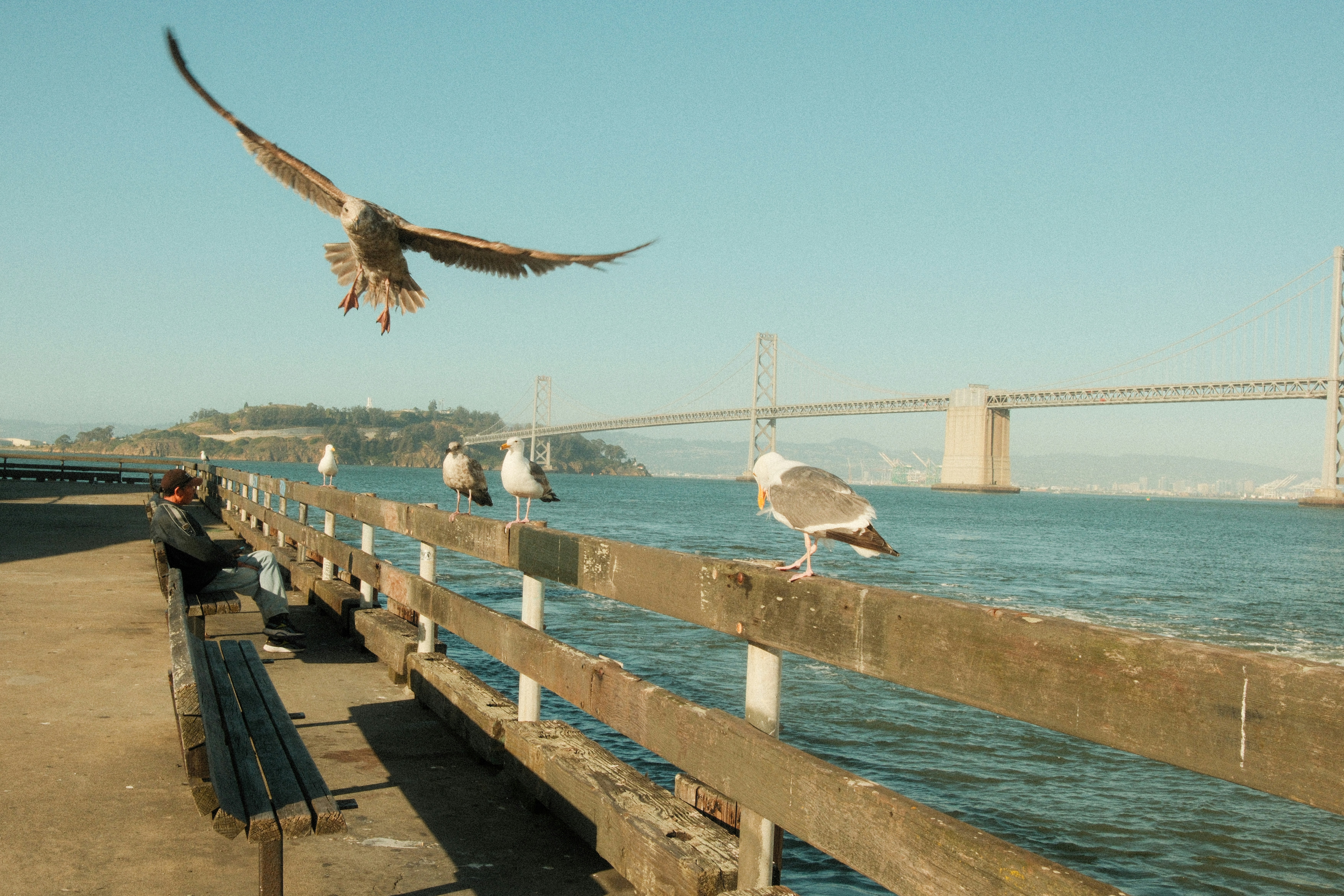 Seagull flying near a pier with a person and bridge.