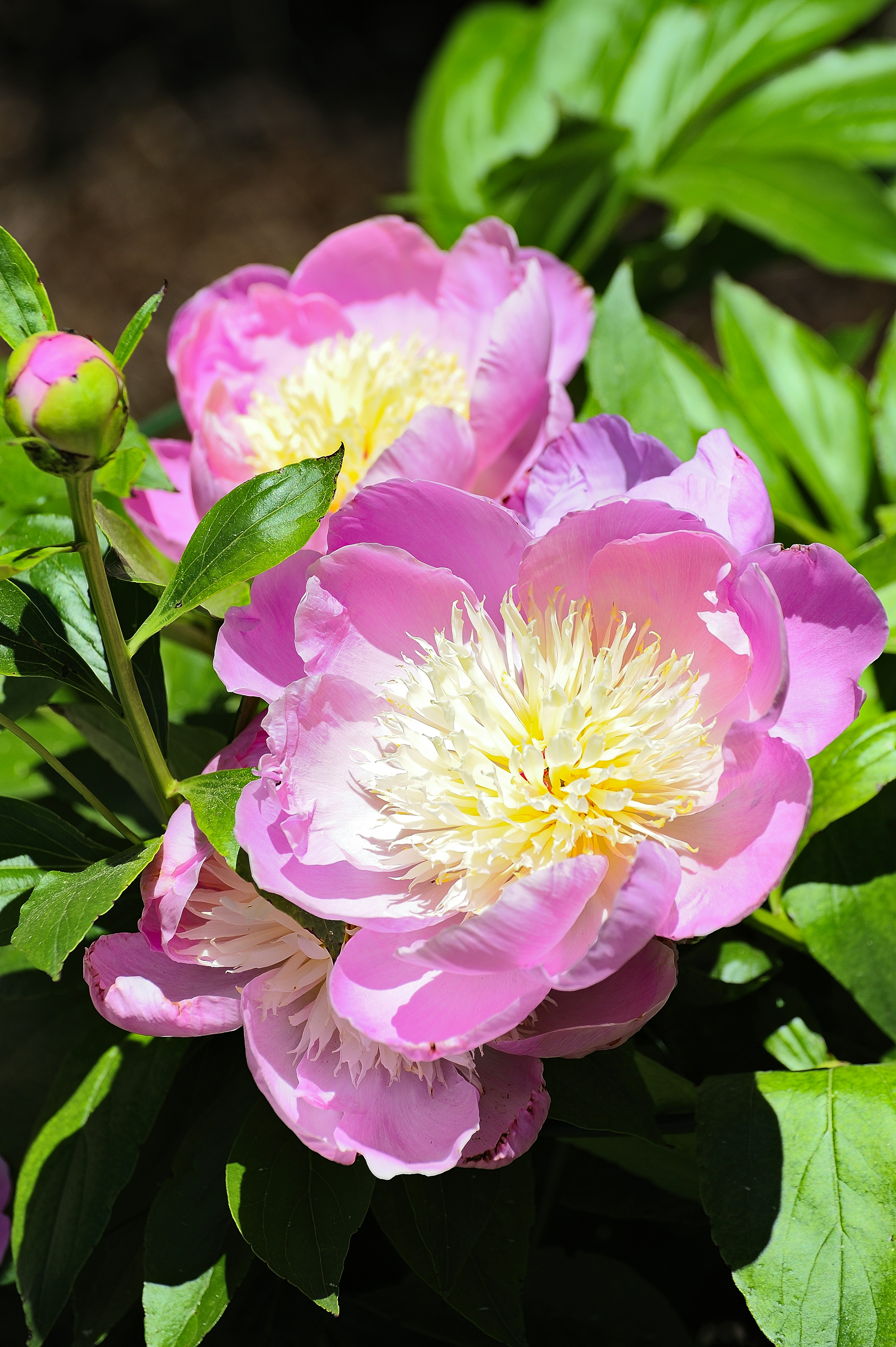 Blossom Spotlight: Pink Peonies with Creamy Centers