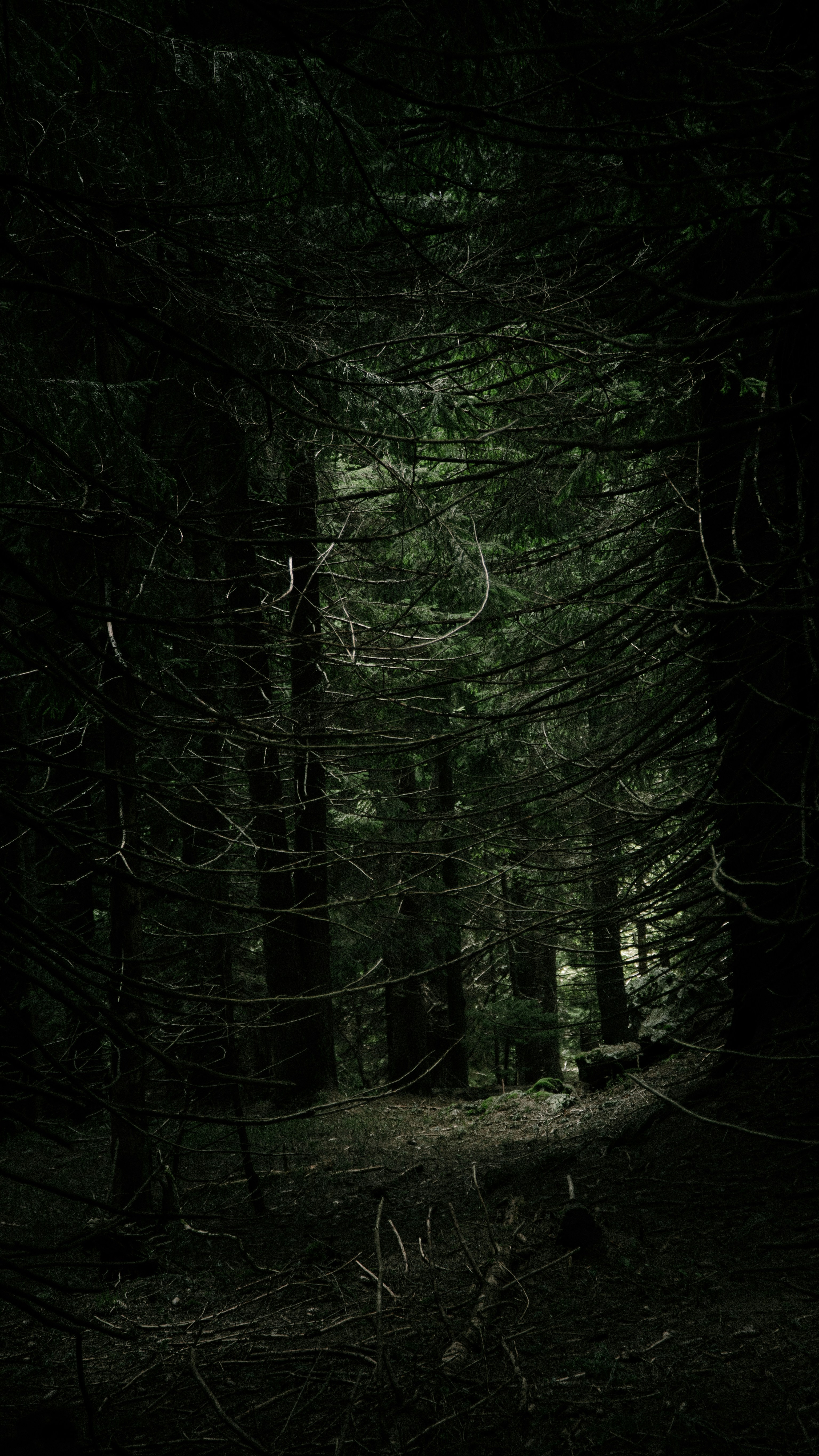 Forest Corridor: A Narrow Path Through Dim Arboreal Walls
