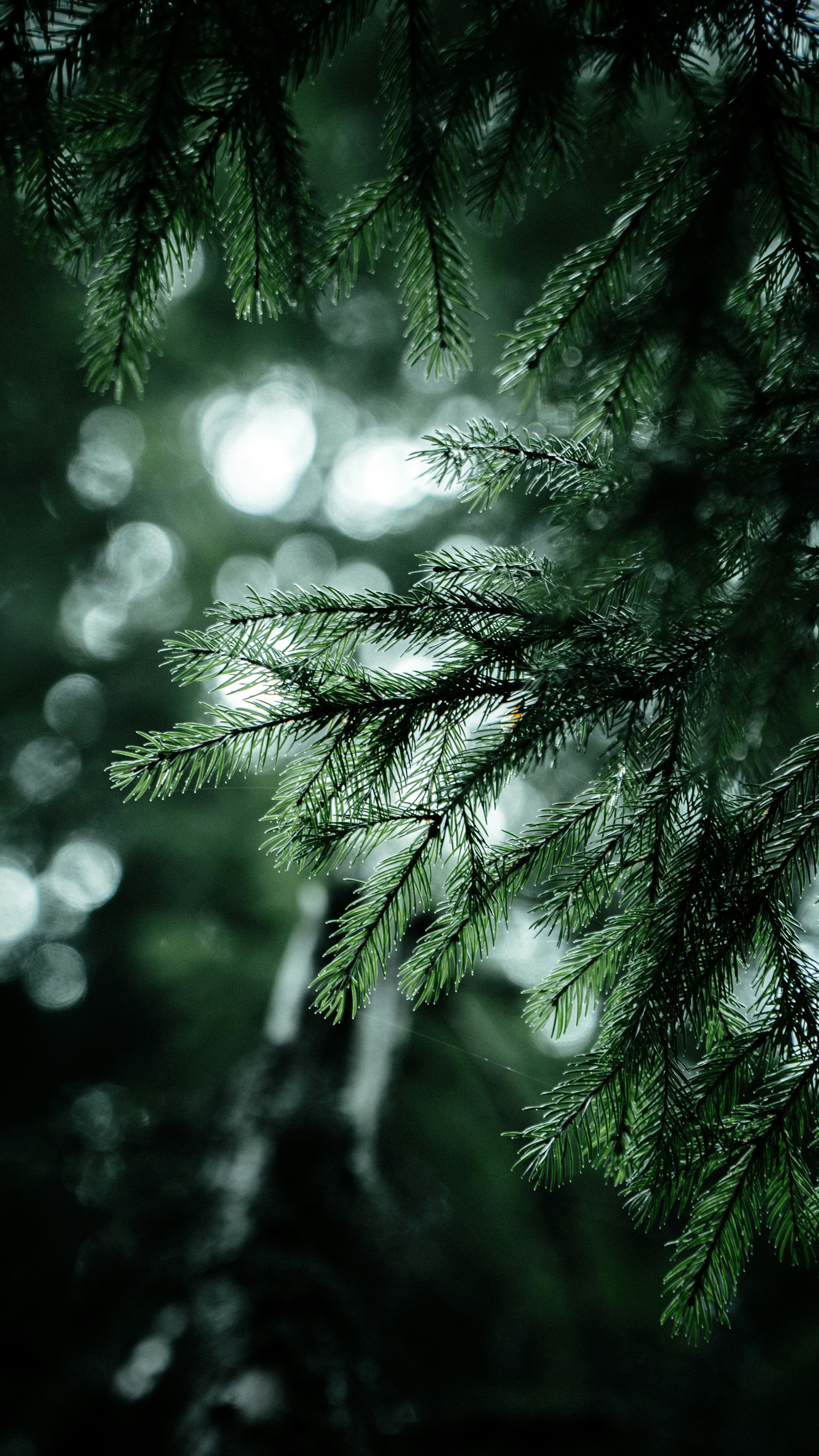 Emerald Sprigs: Quiet Conifer Depths