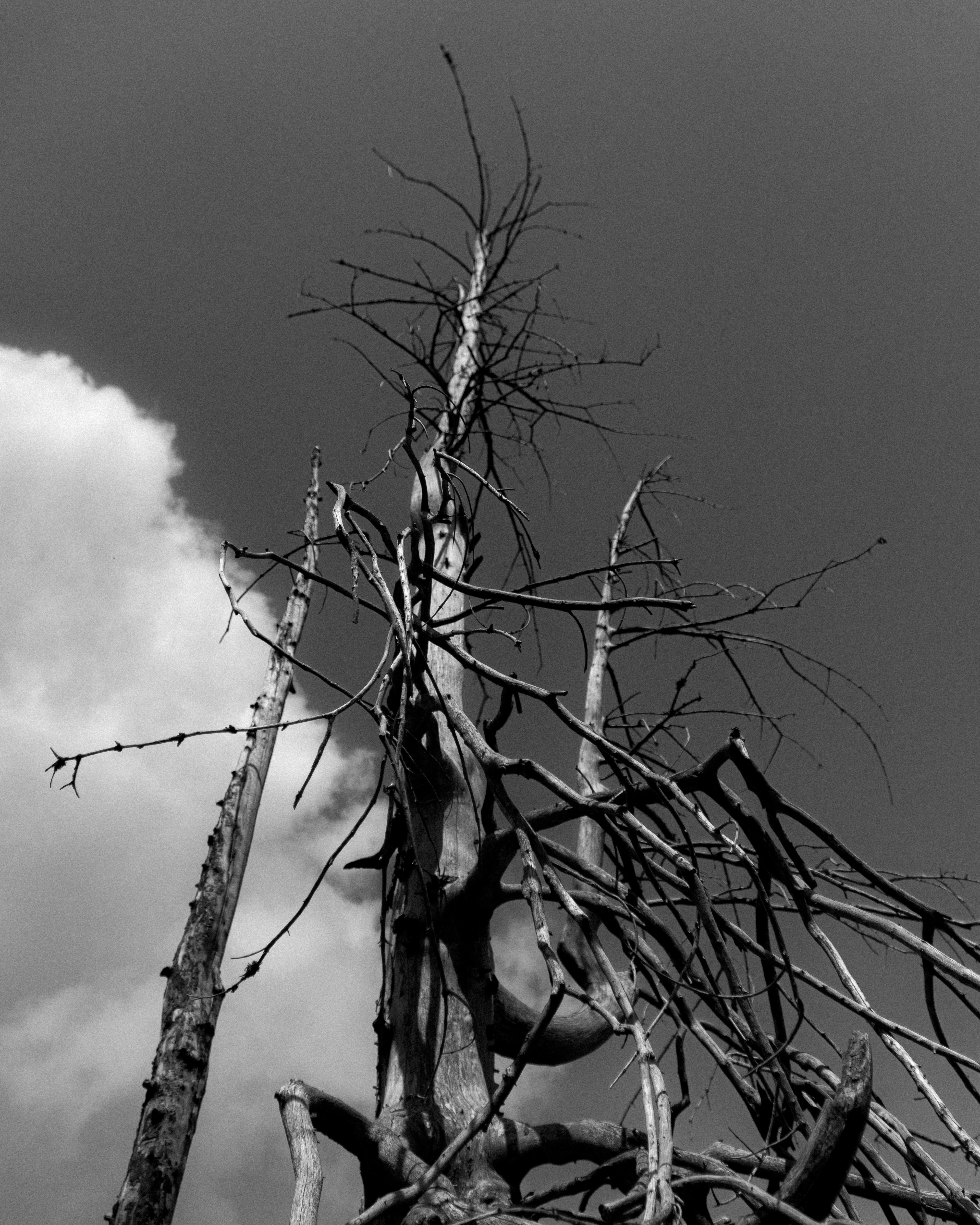 Skeleton of a Fallen Tree Reaching into a Gloomy Sky