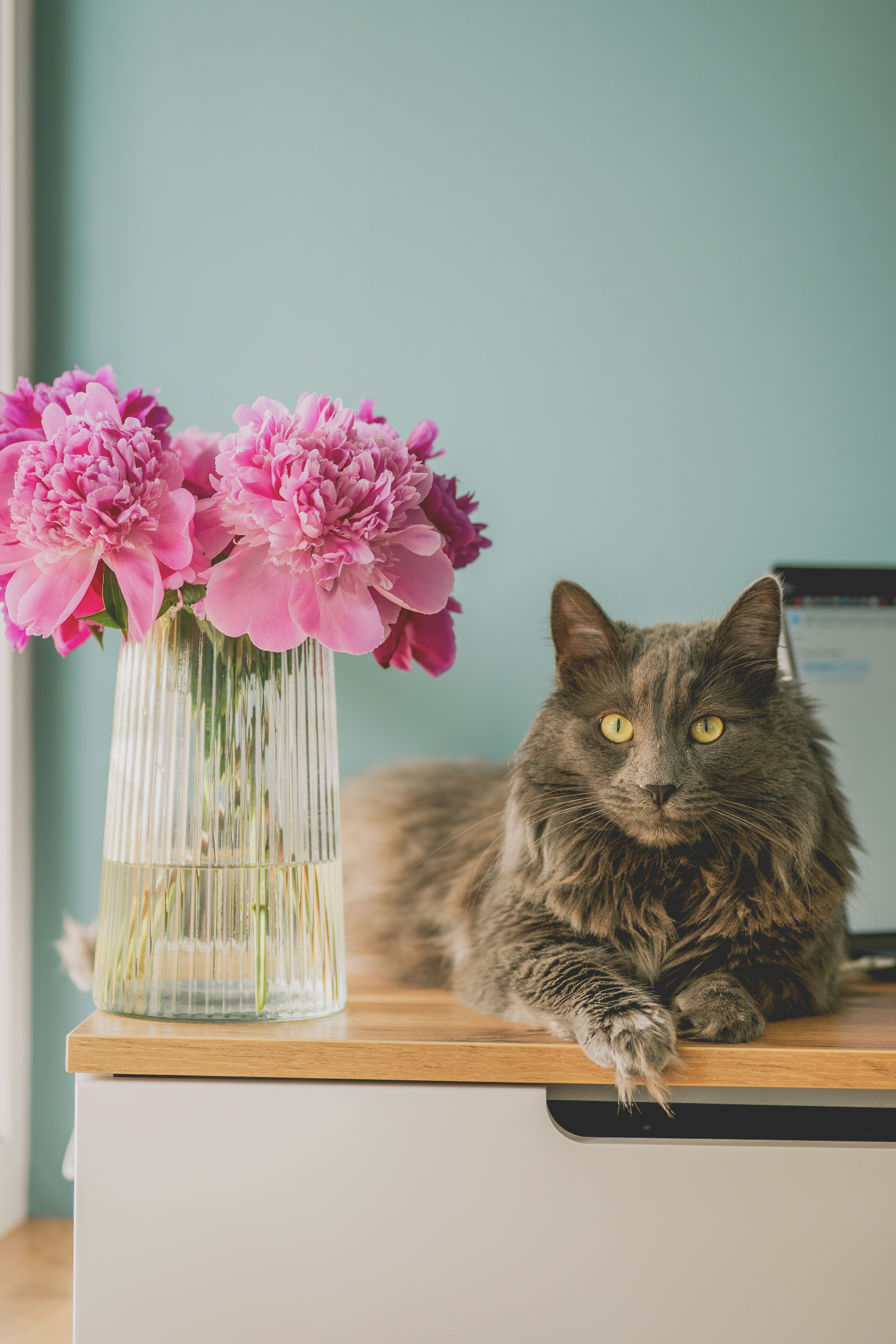 Calico Connoisseur at the Flower Desk
