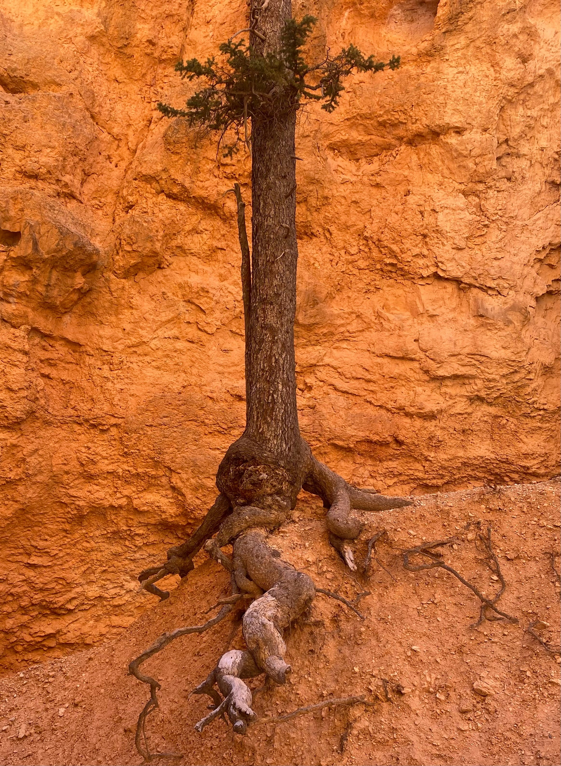 Rooted in Orange Clay: A Desert Tree Climber Tracing the Earth