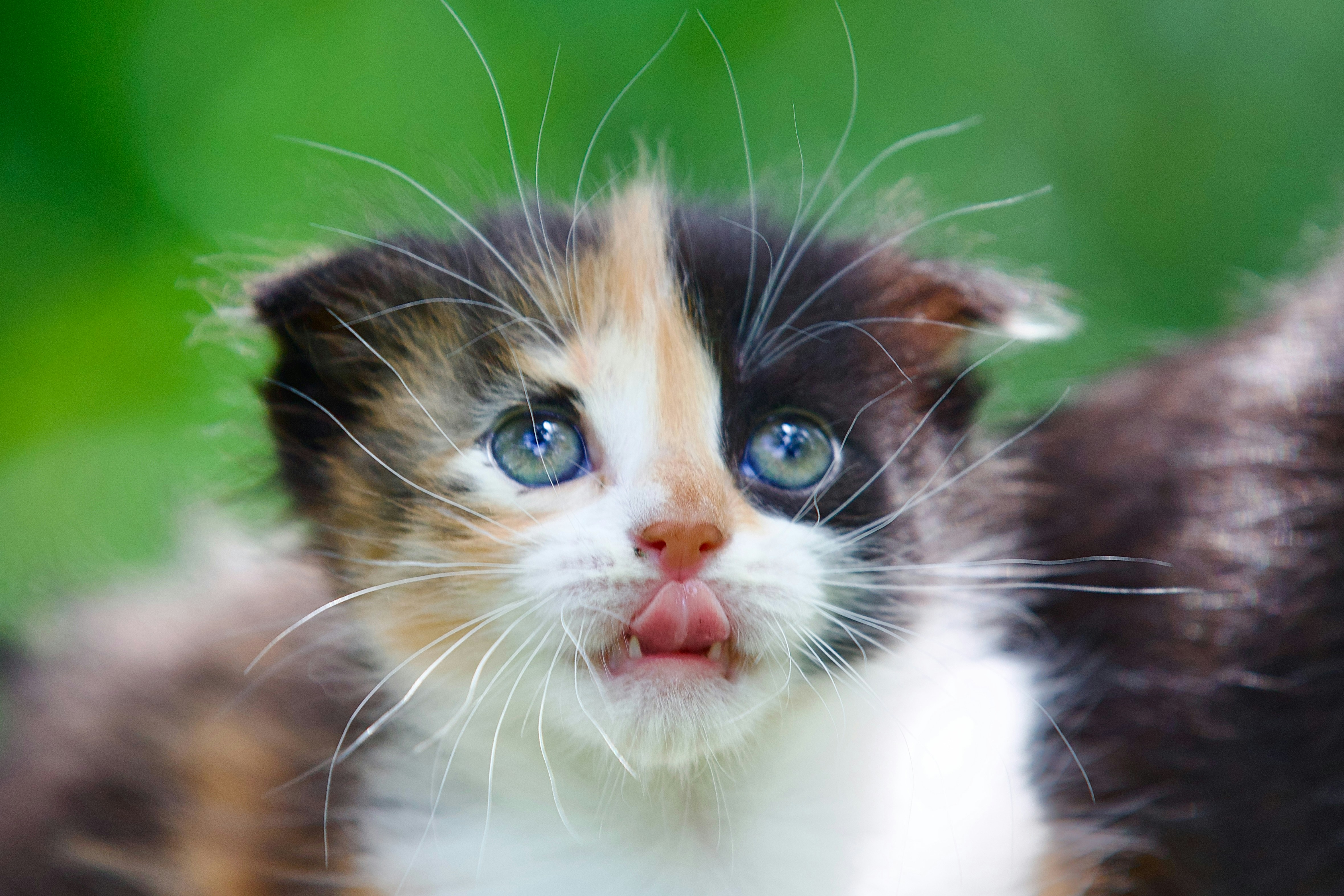 Curious Kitten with Wide Eyes and a Pink Nose