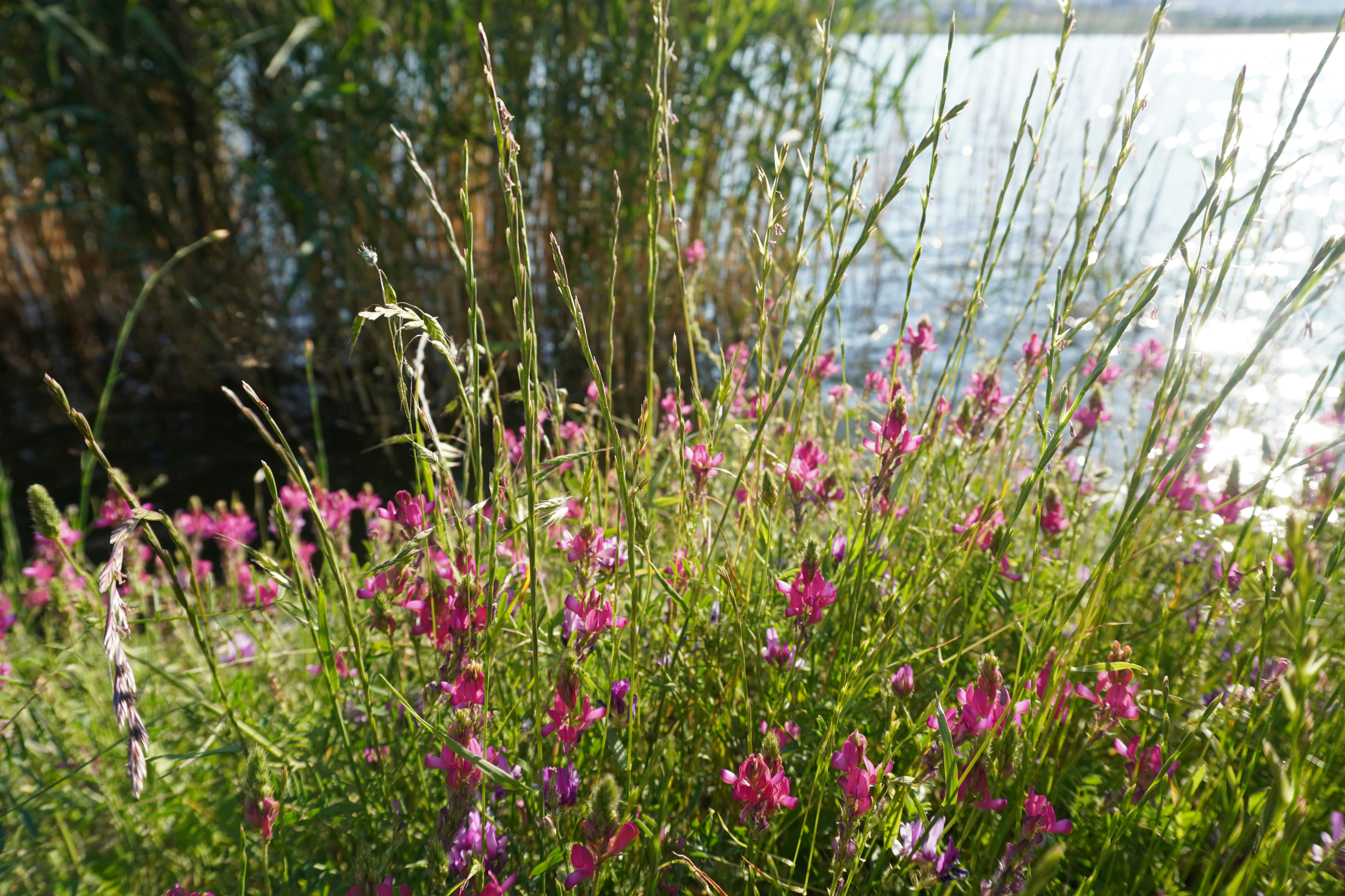Sunlit Meadow with Pink Wildflowers by a Lake