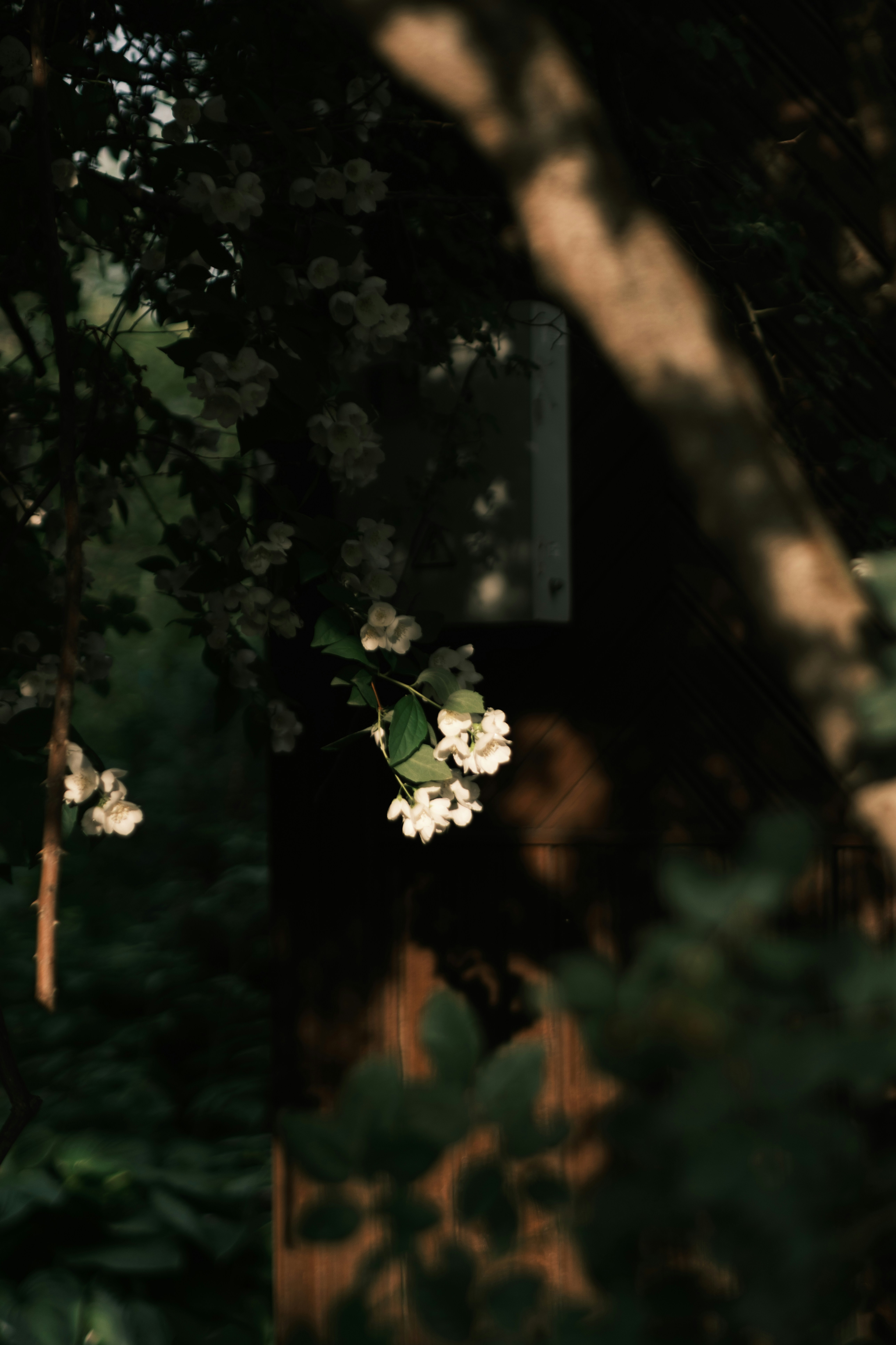 Dappled Light on Blooms: Quiet Corner of a Garden