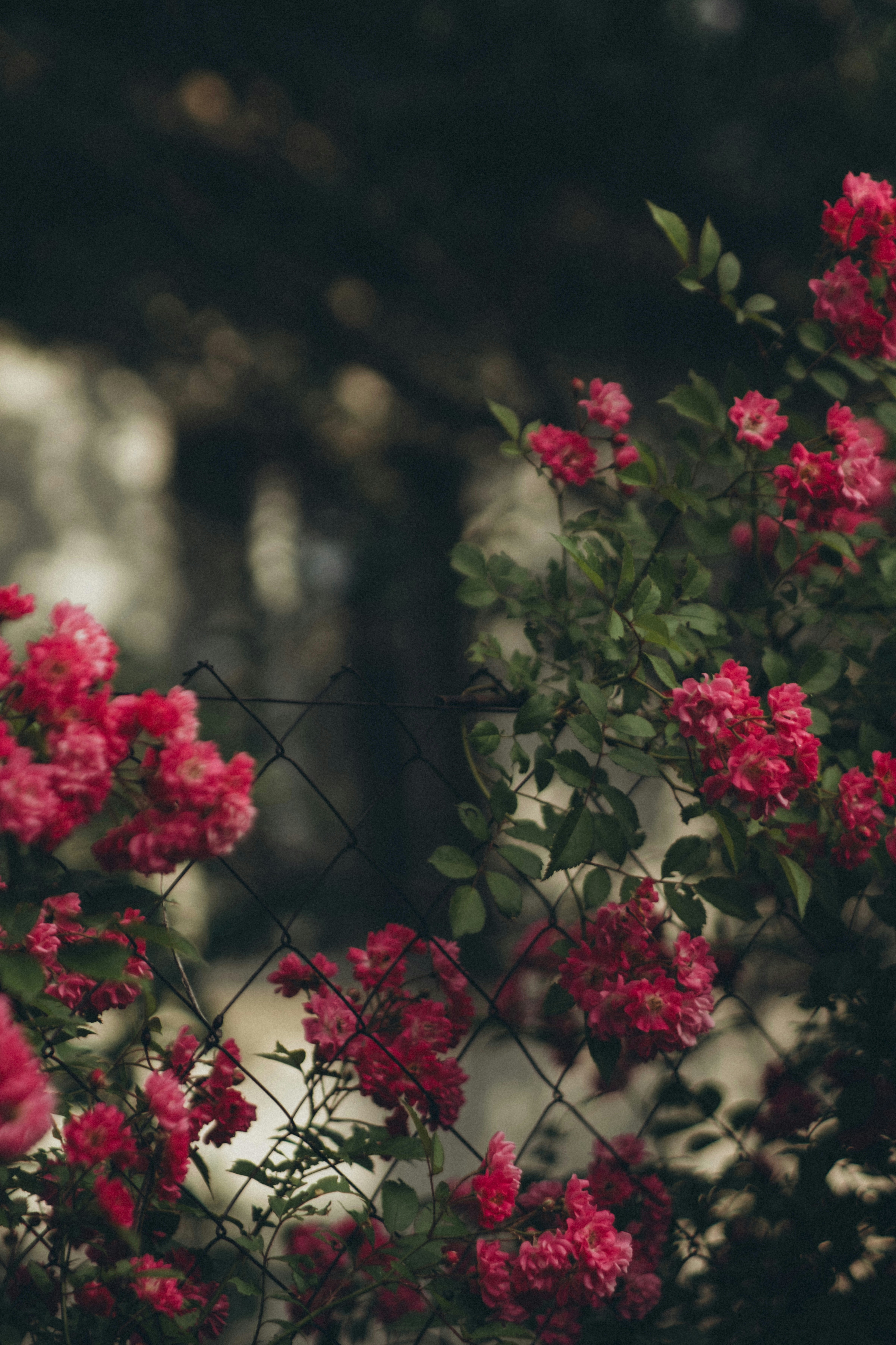 Rose Lattice in Soft Evening Light