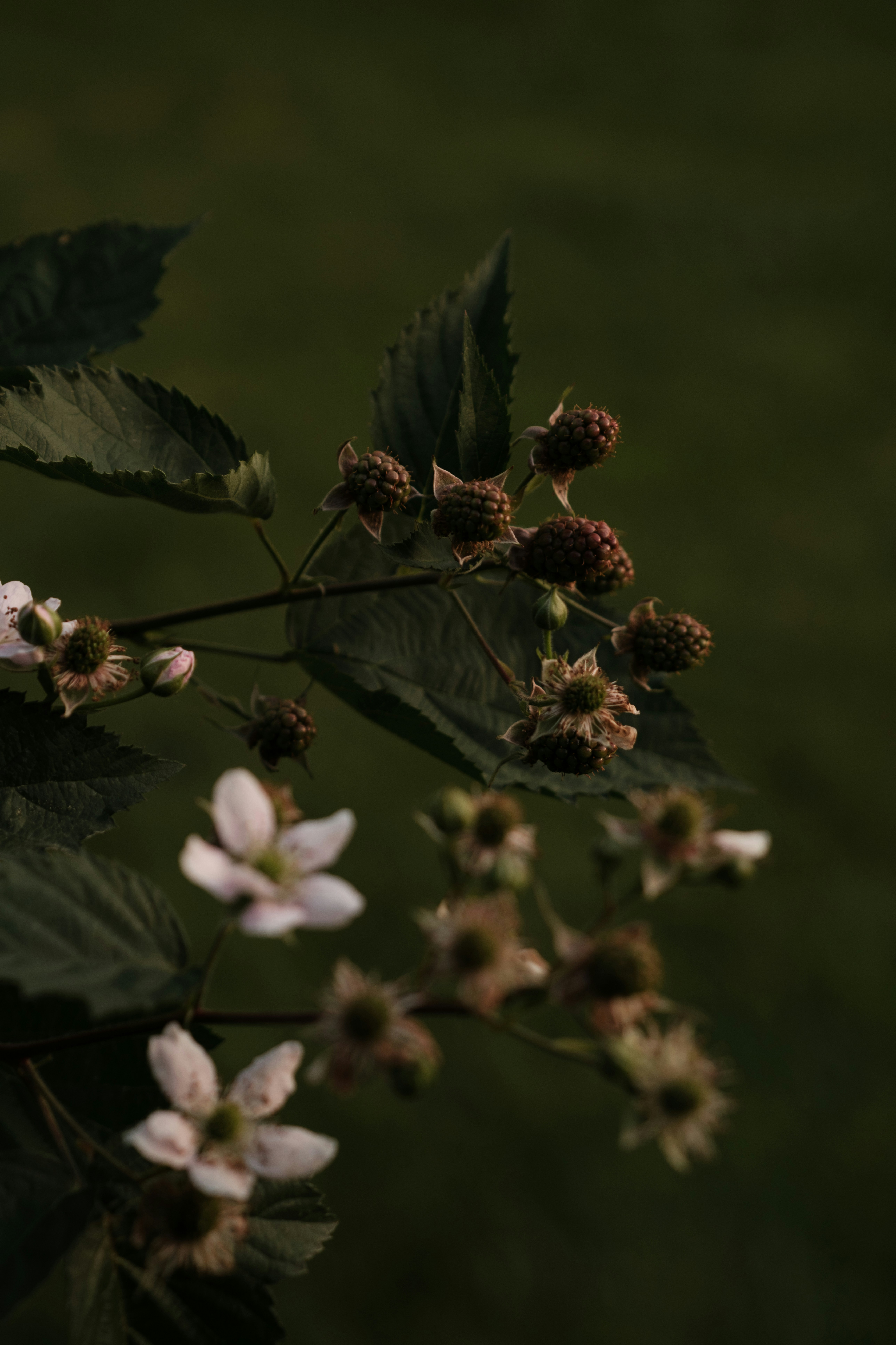 Blossoms in the Shadow: Quiet Berries on a Twilight Branch
