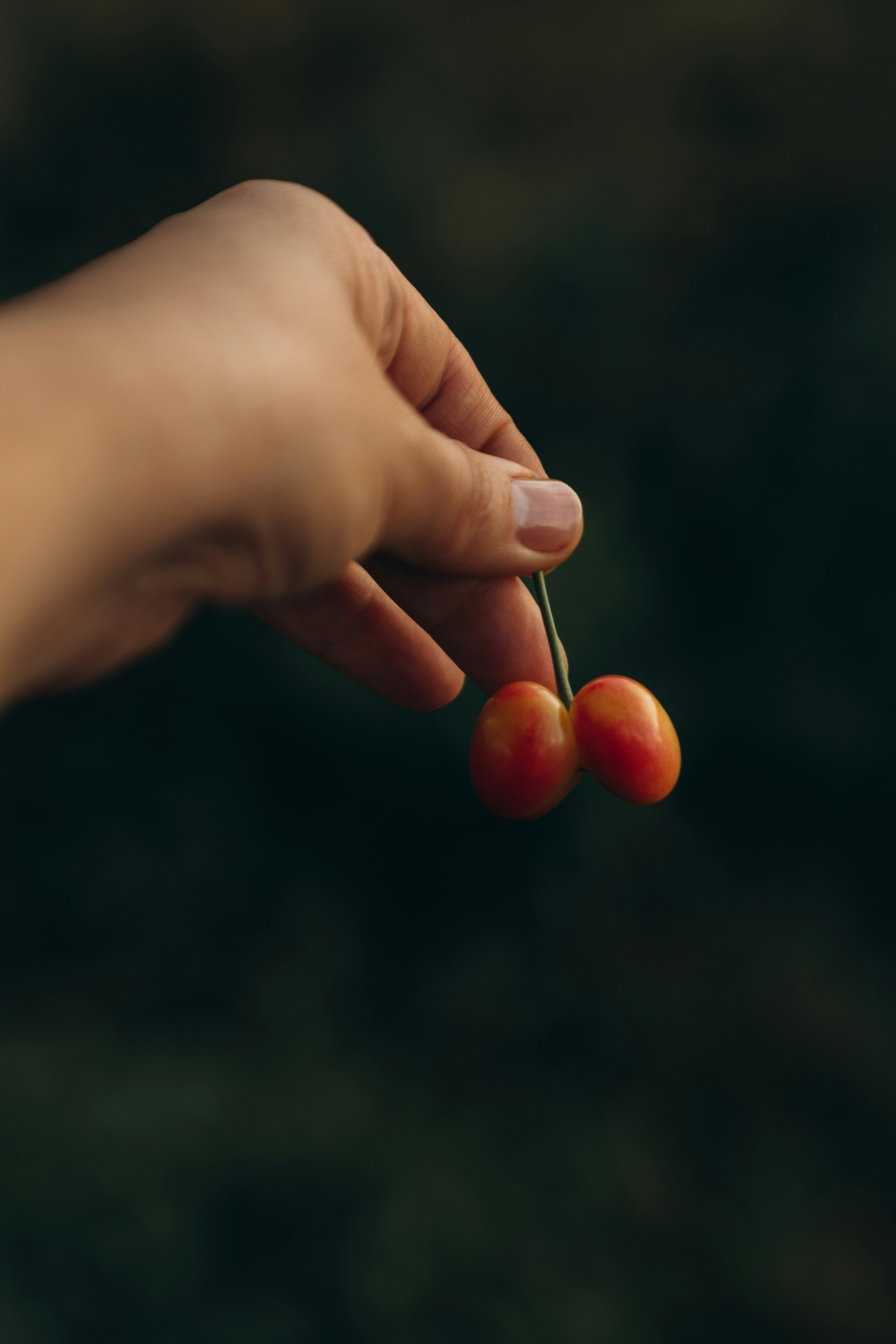 Cherry duo: a delicate hand-hold against a soft, shadowed backdrop