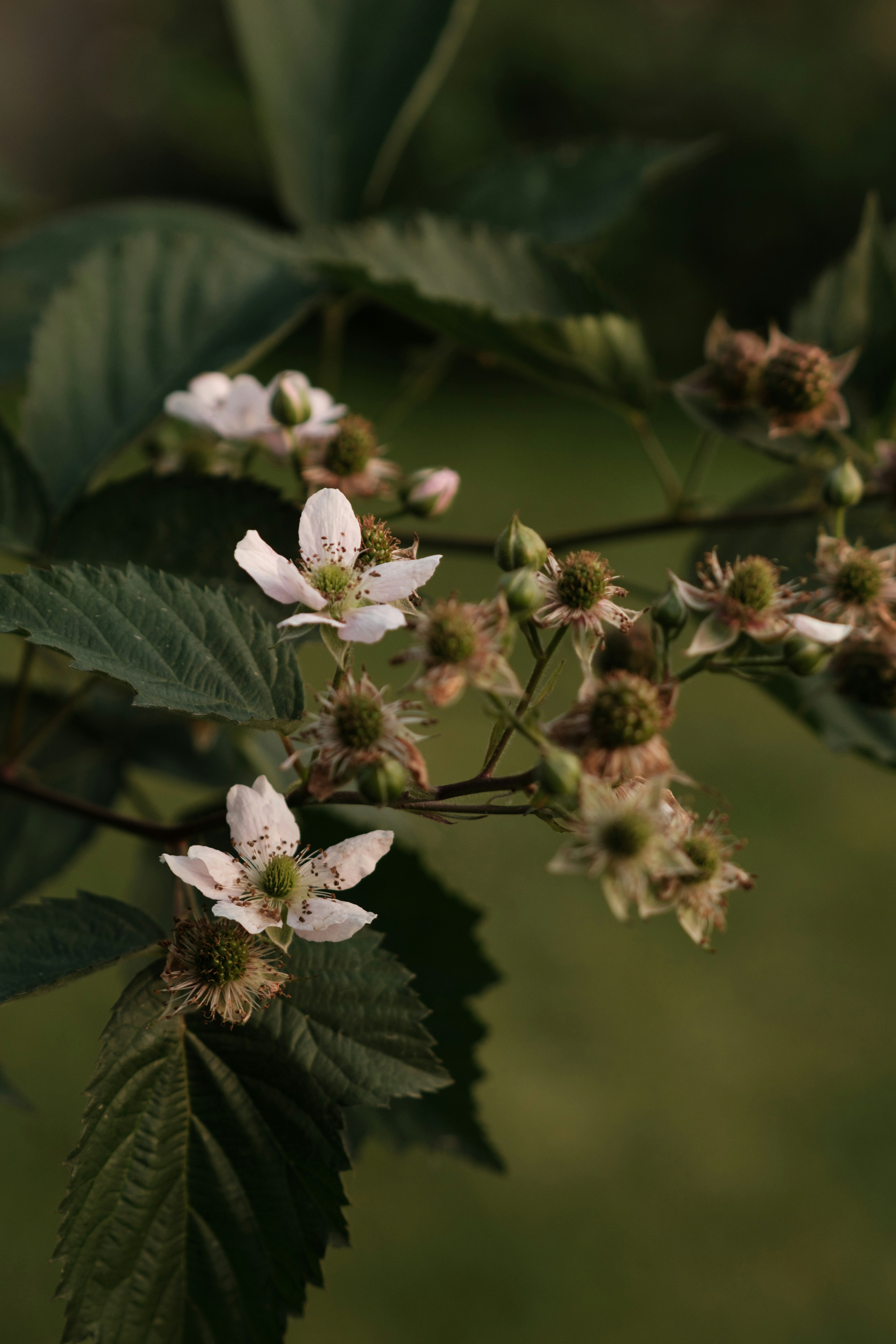 White-stemmed blossoms in a shaded hedge