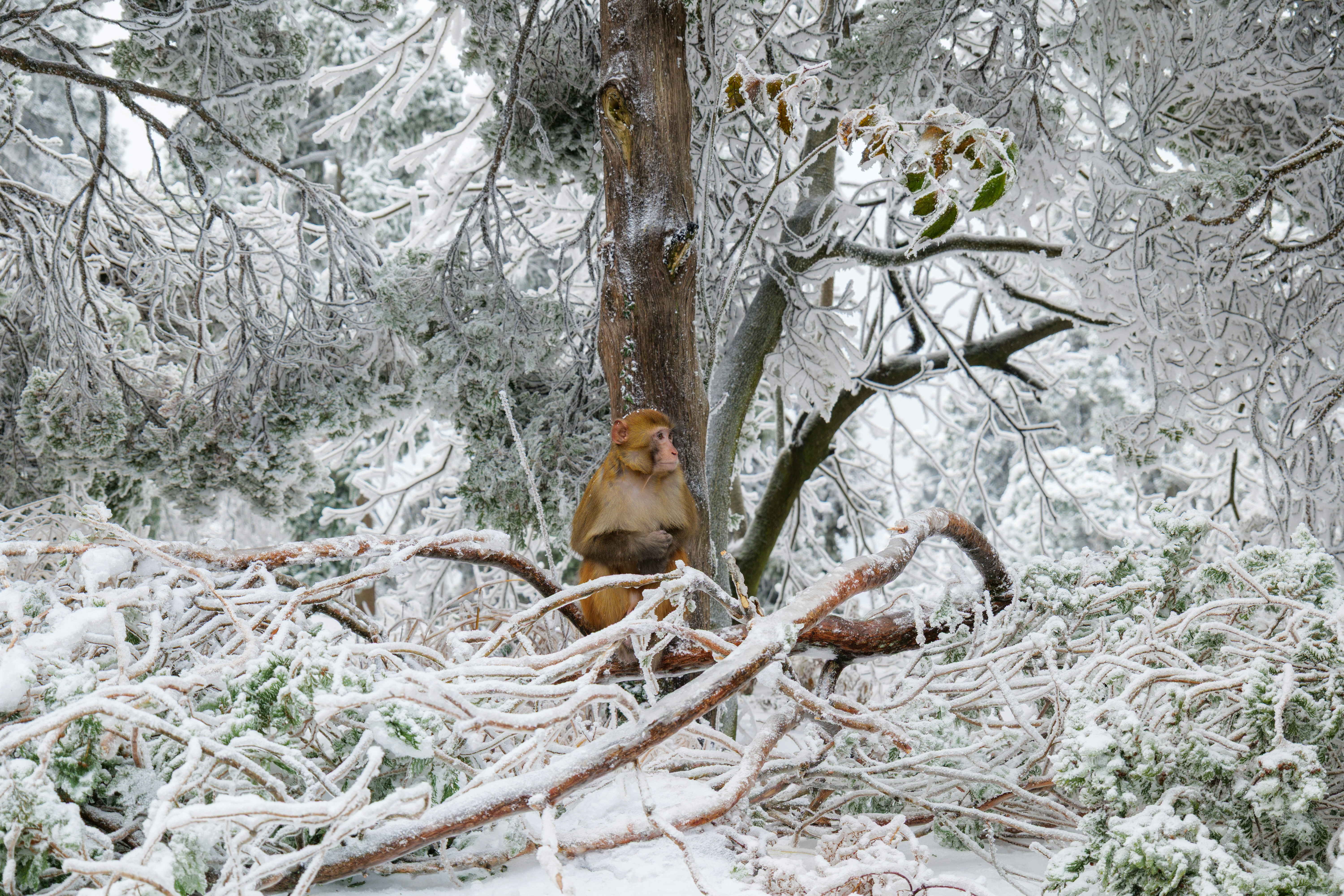 Snow-Blanketed Monkeys: A Quiet Forest Moment