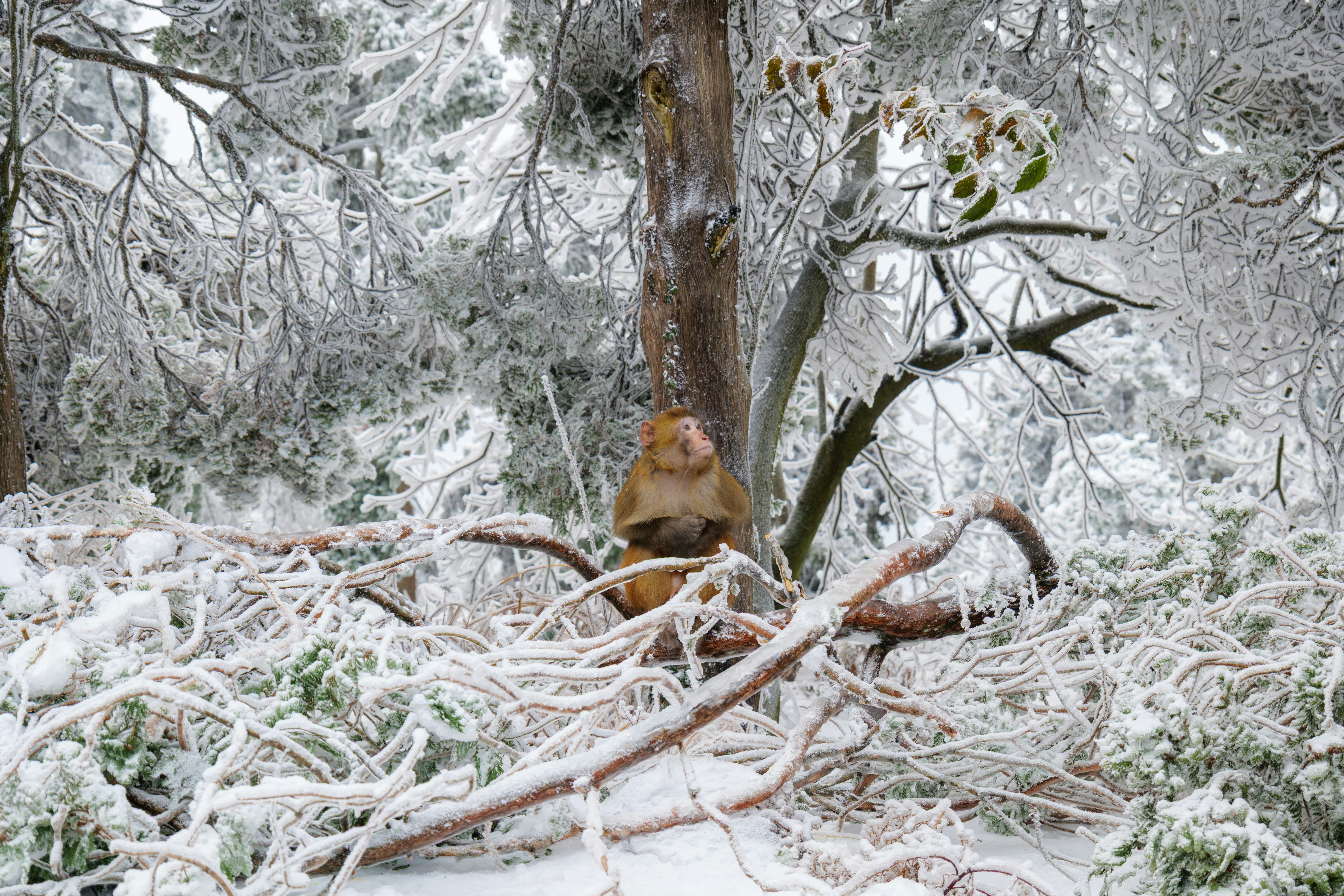 Snowbound Sentinel: A lone monkey amid frost-kissed branches