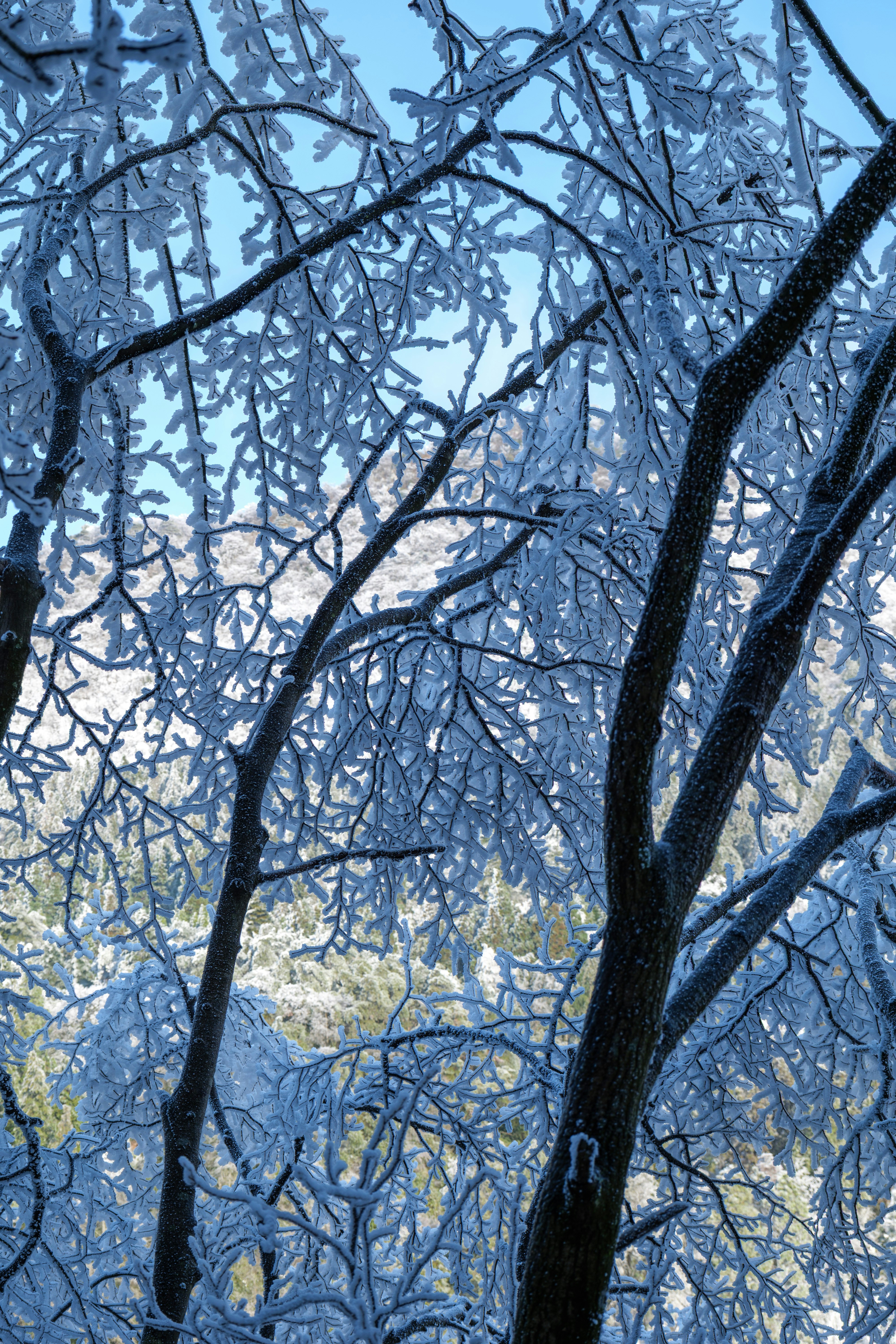 Frostveined Branches Reach into a Winter Sky