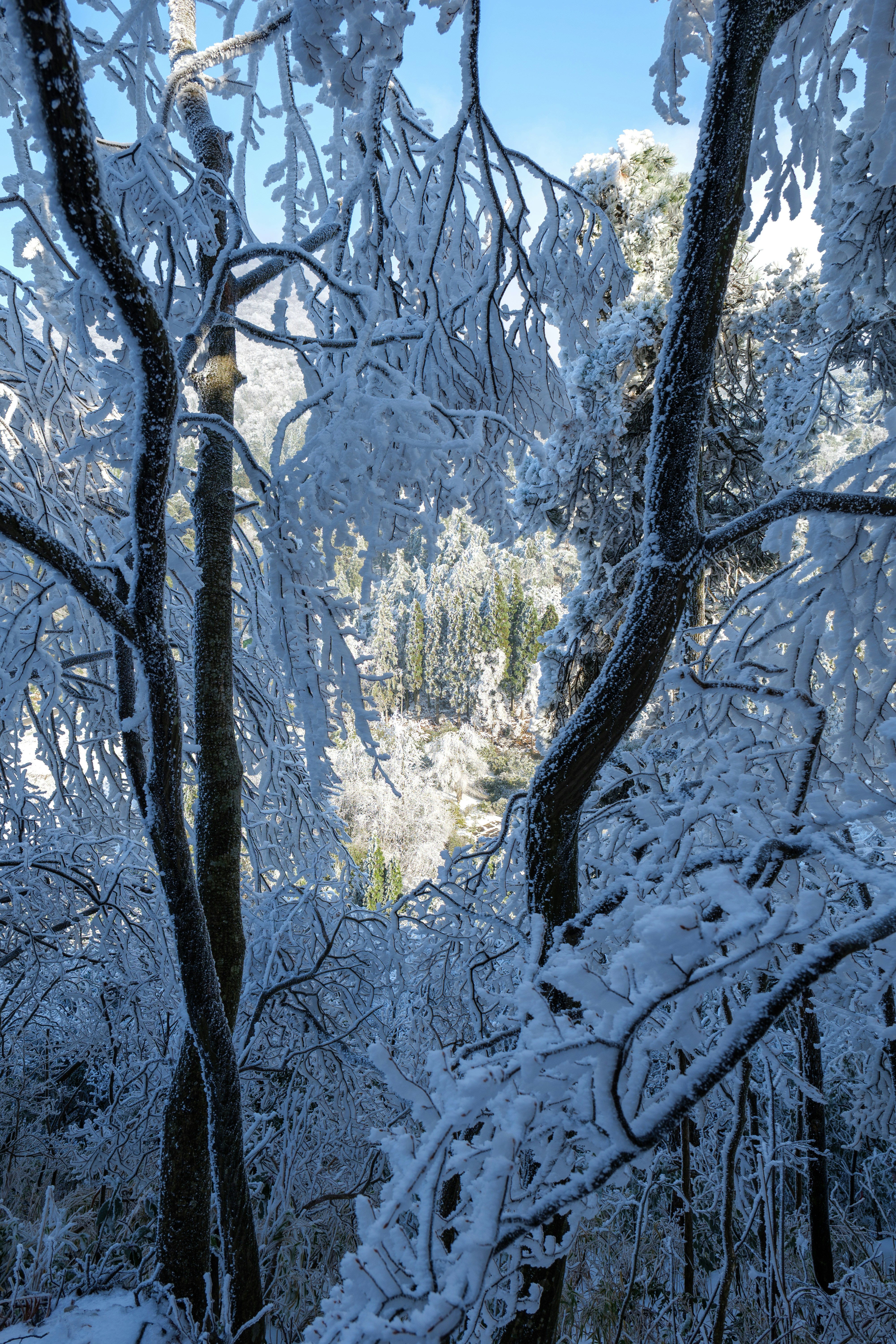 Snowbound Sentinel: Frost-clad Trees Framing a Sunlit Alpine Gap