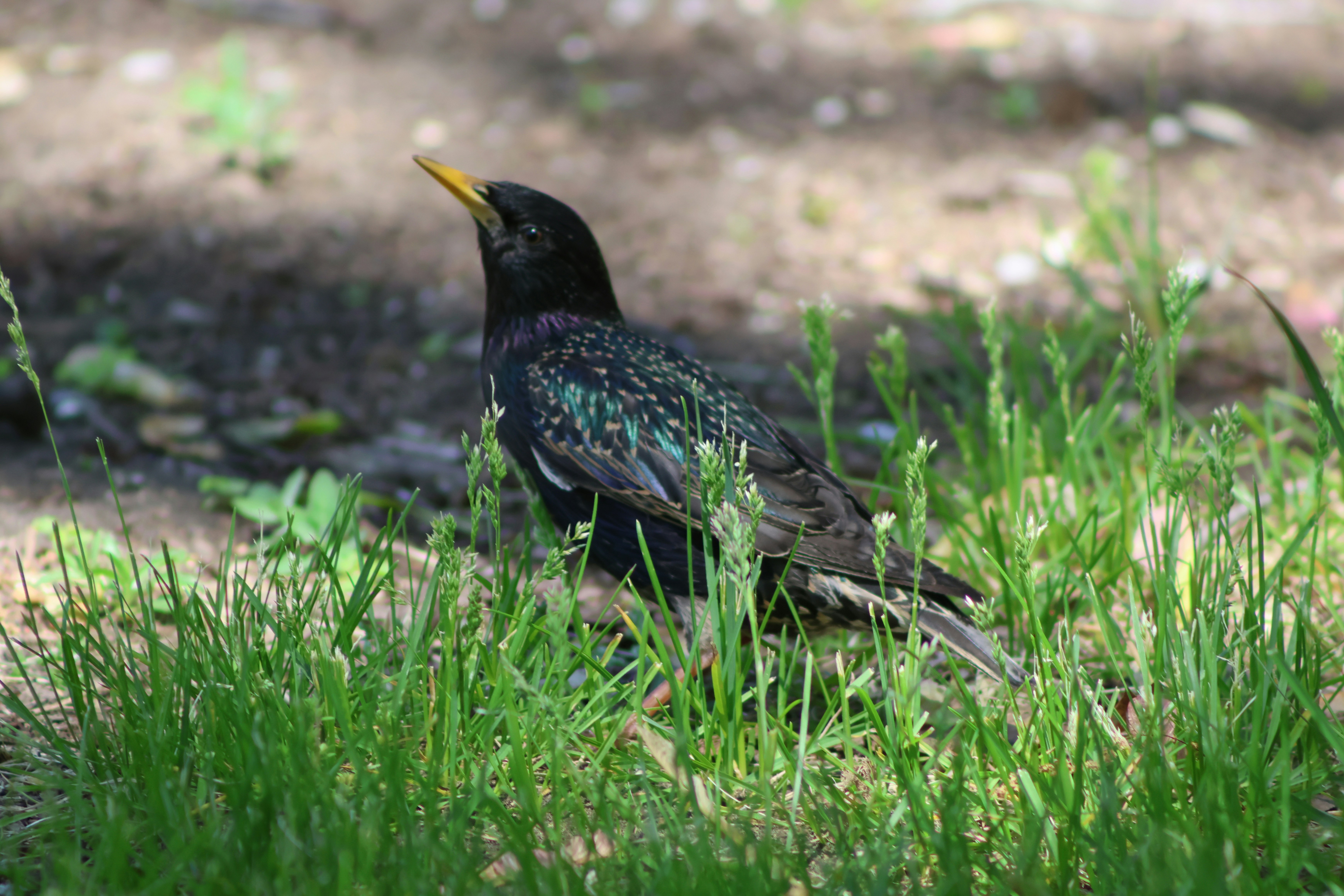 Iridescent Shoreline: A Starling in Dappled Light