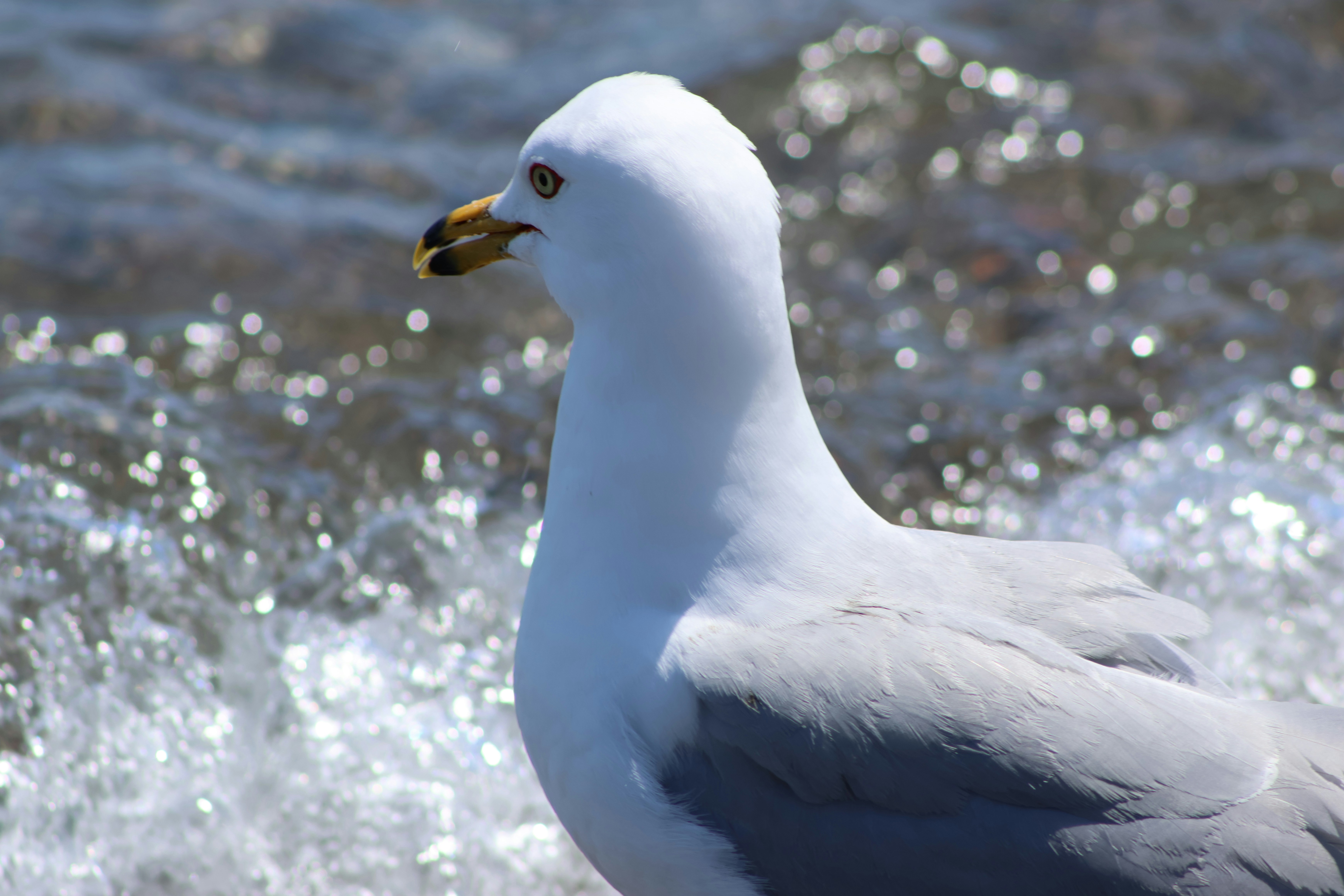 White-Headed Gull at a Sparkling Shore