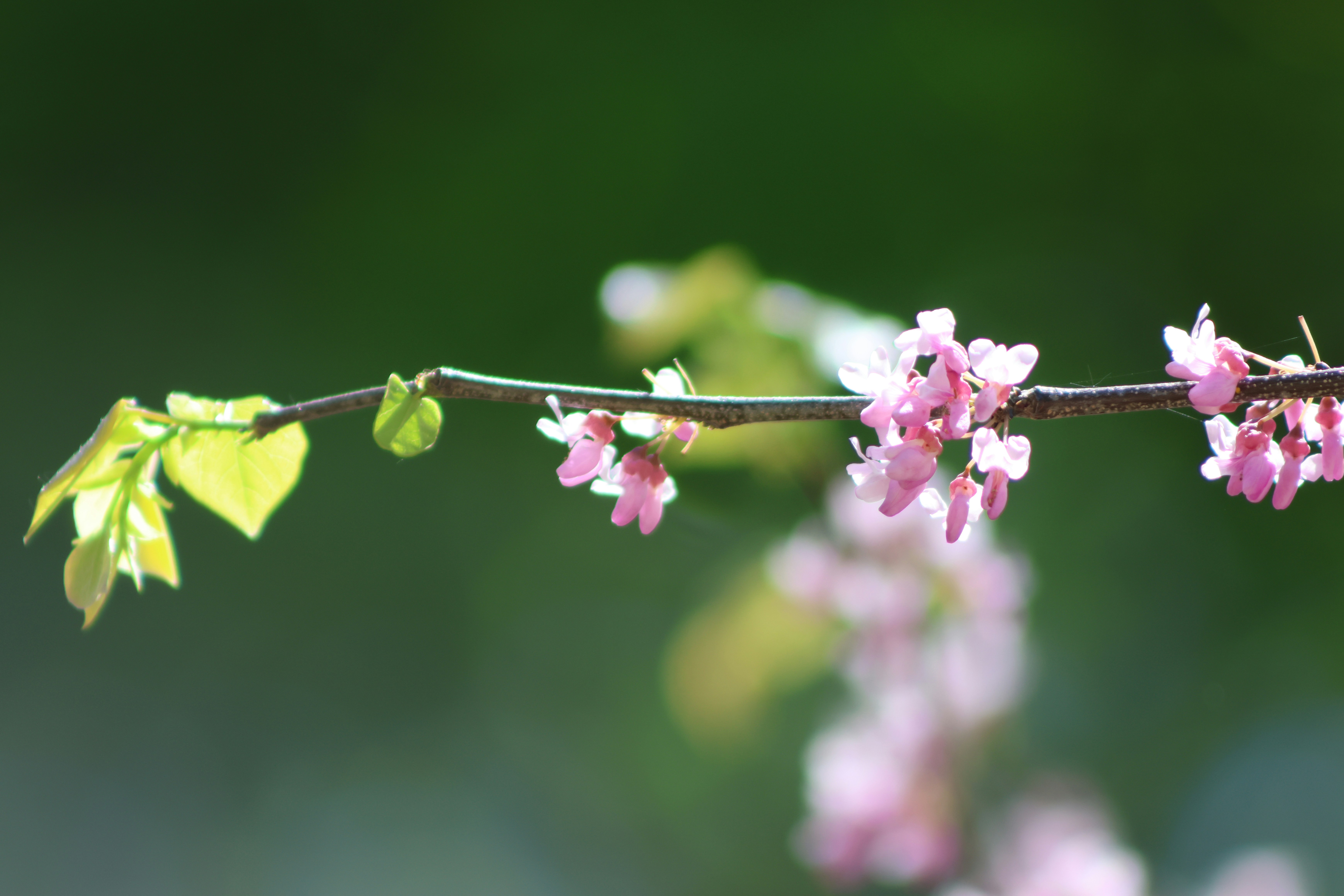 Pink blossom branch in soft focus garden