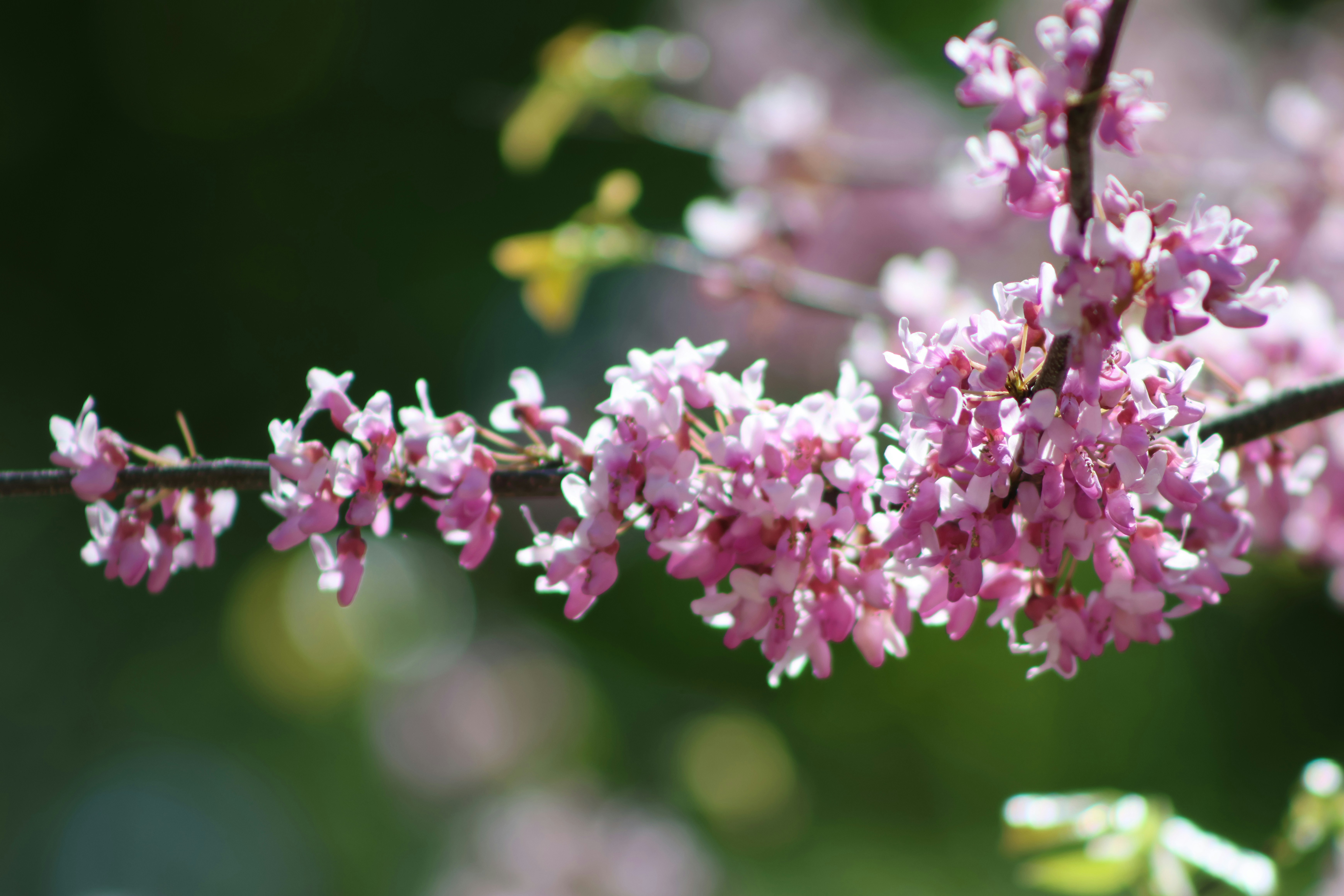 A branch covered with small pink flowers in bloom.